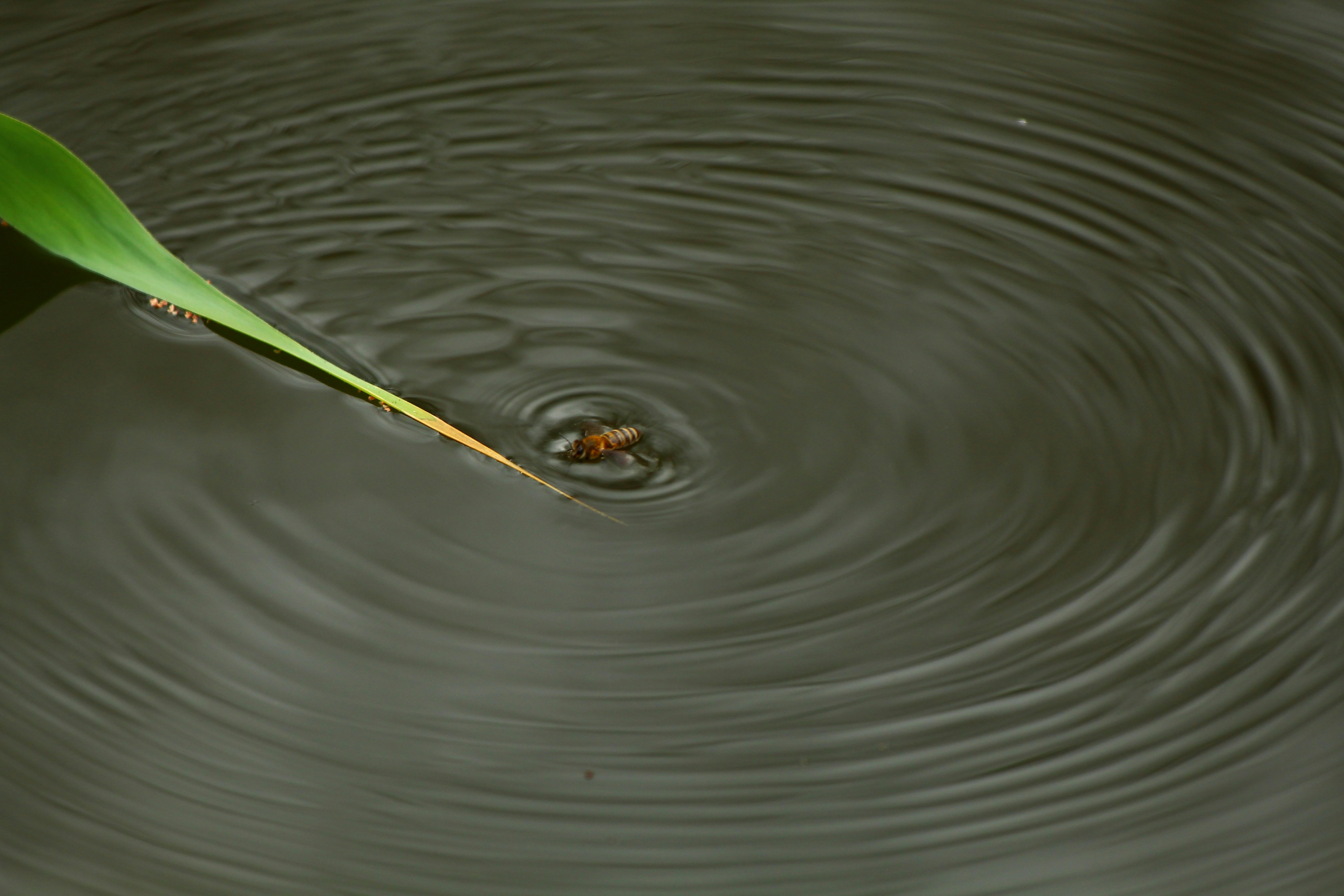 Center of Quiet Rings: a tiny crab disrupts the pond’s mirror