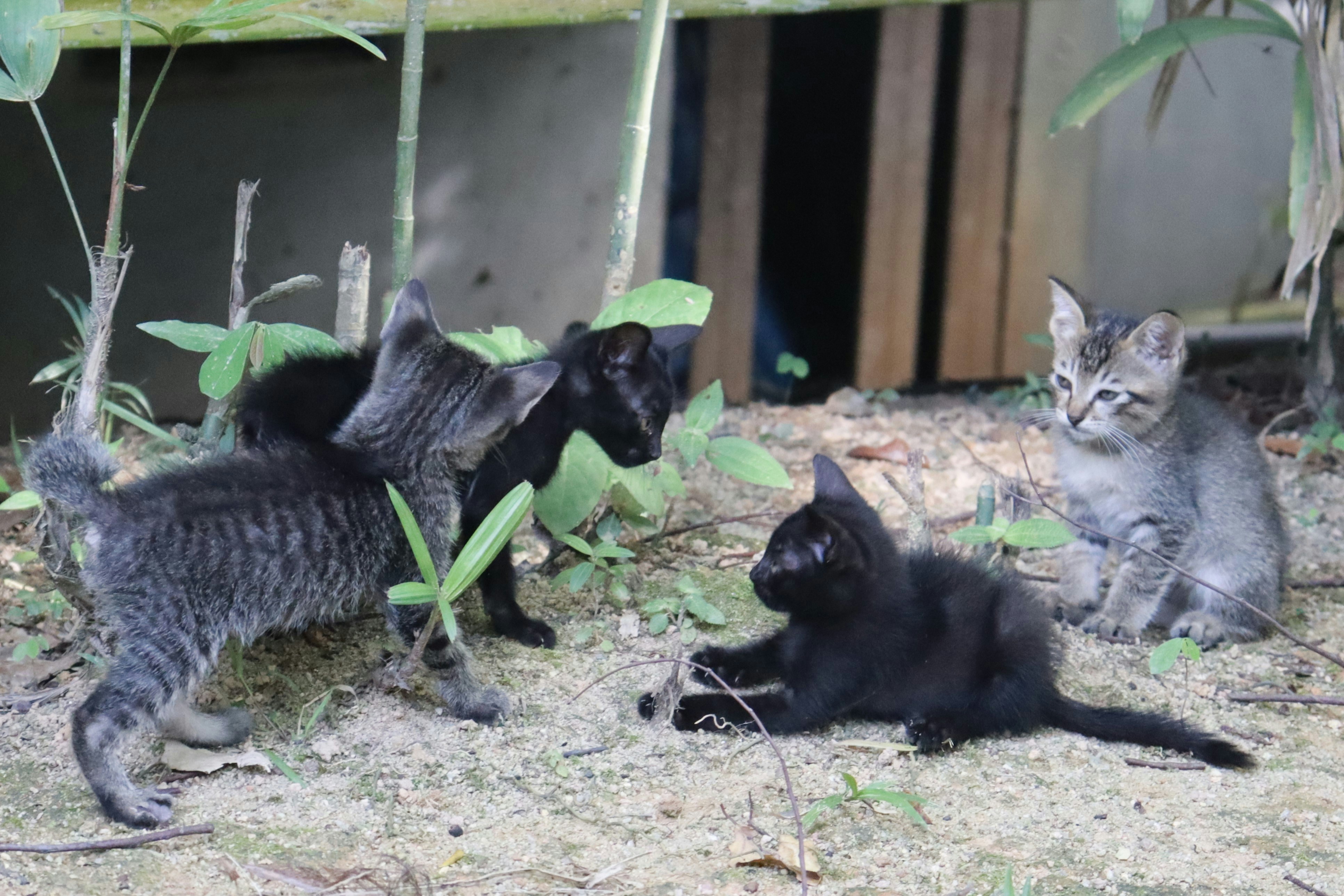 Shadow Play: Four Curious Kittens Gather by the Fence