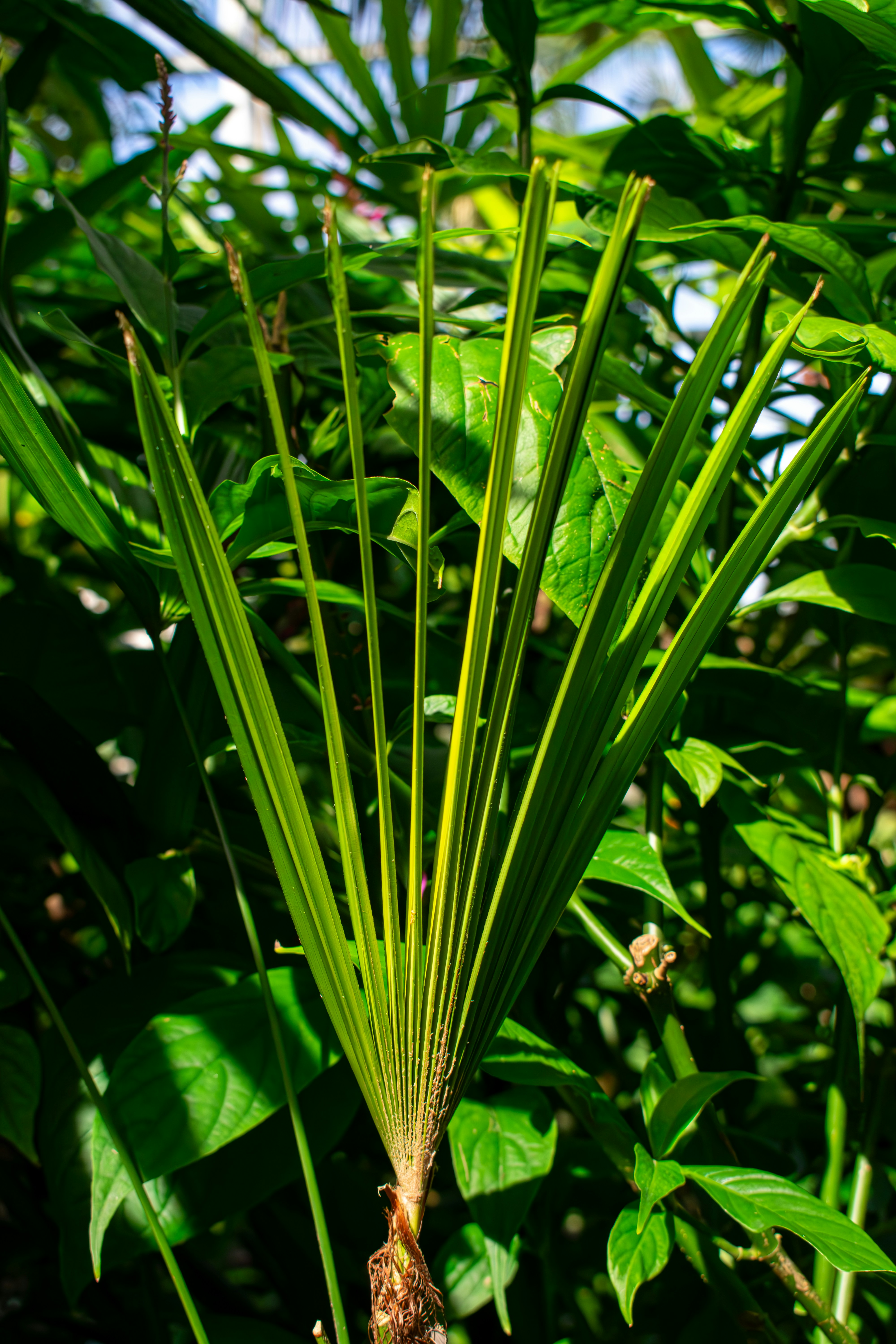 a close up of a green plant with lots of leaves