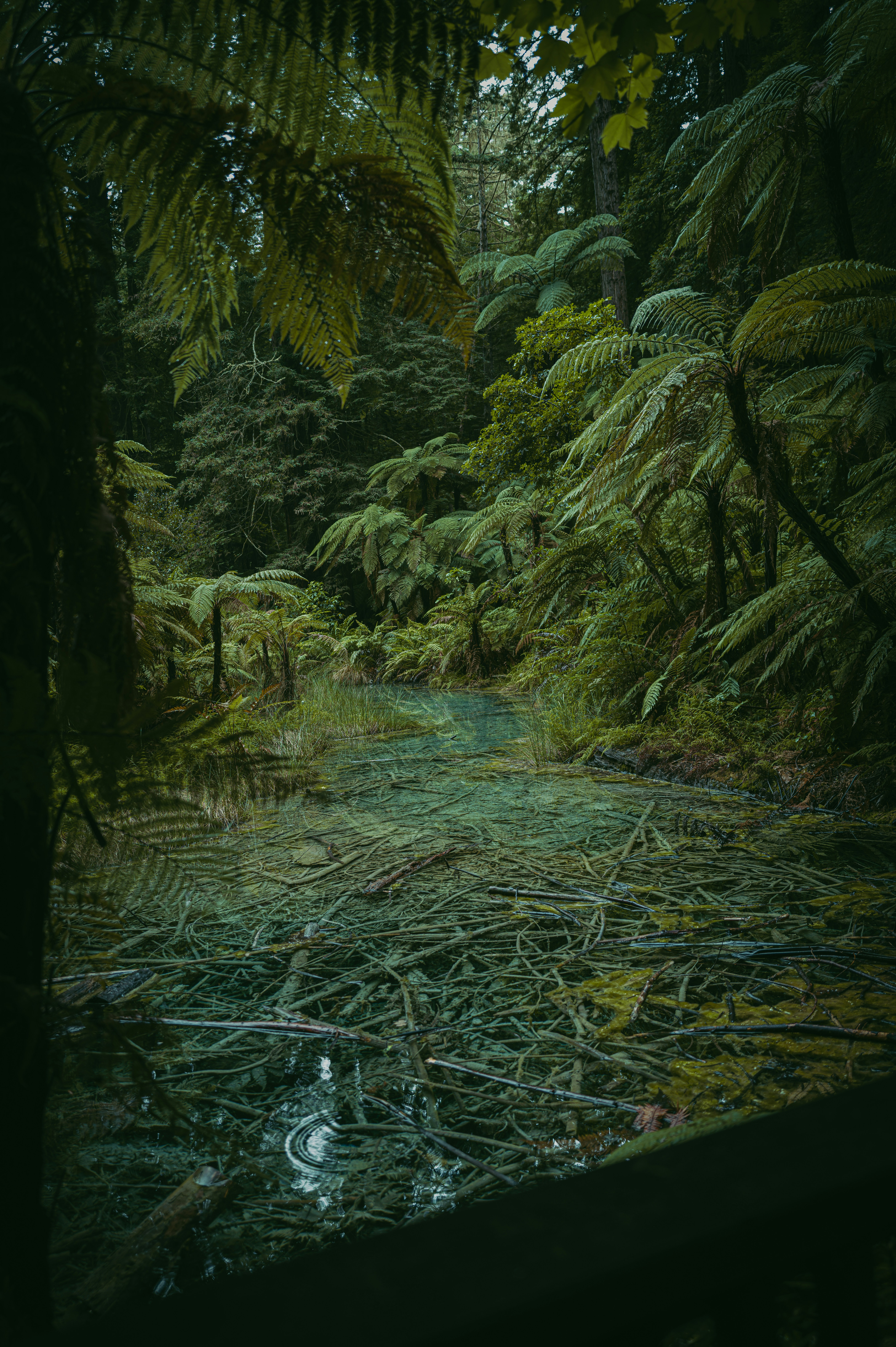 Emerald Veil: Fern-Cloaked Creek in a Rainforest Glade