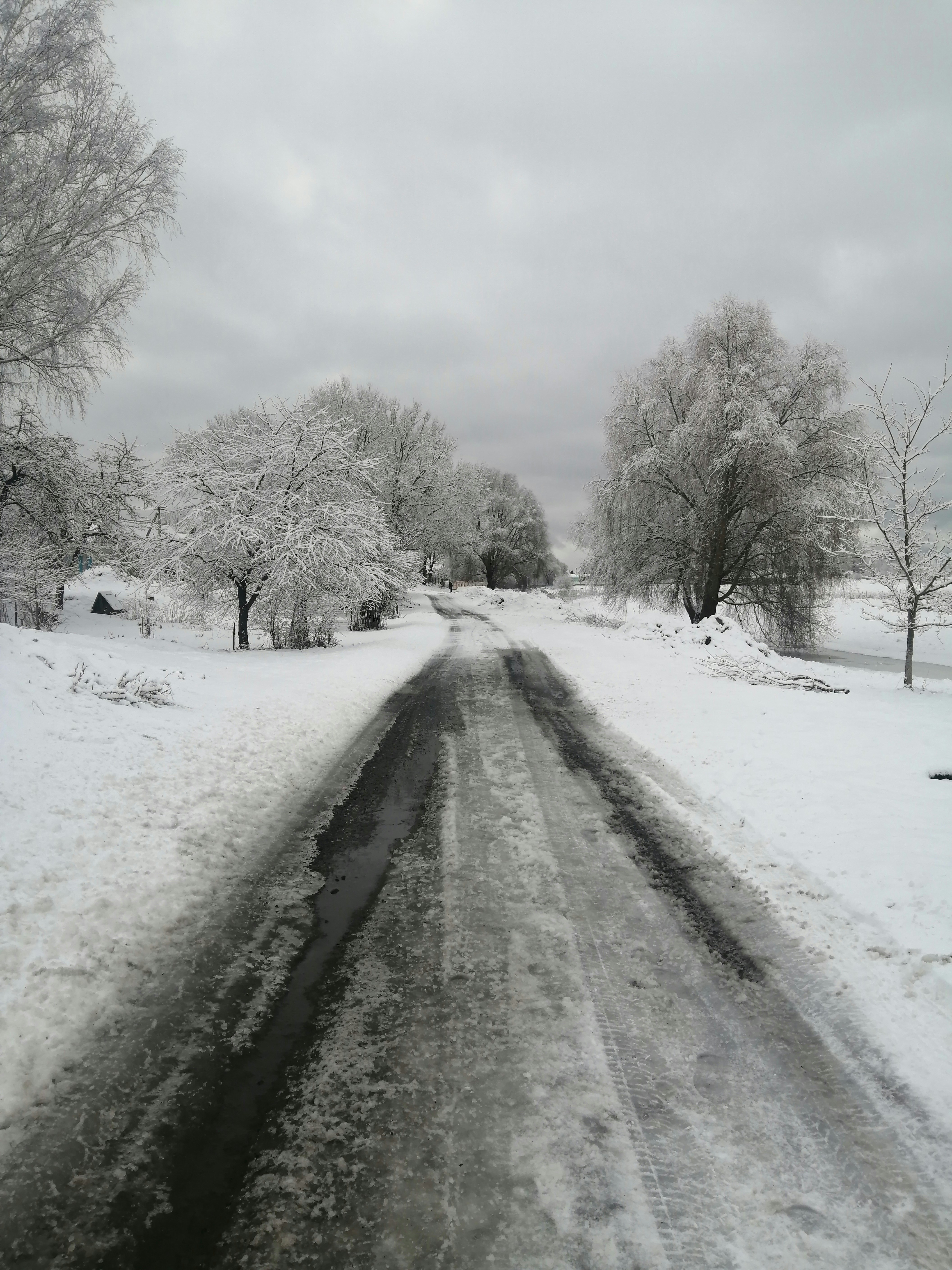 Ivory Lane: Snowbound Path Through Frost-Lashed Trees