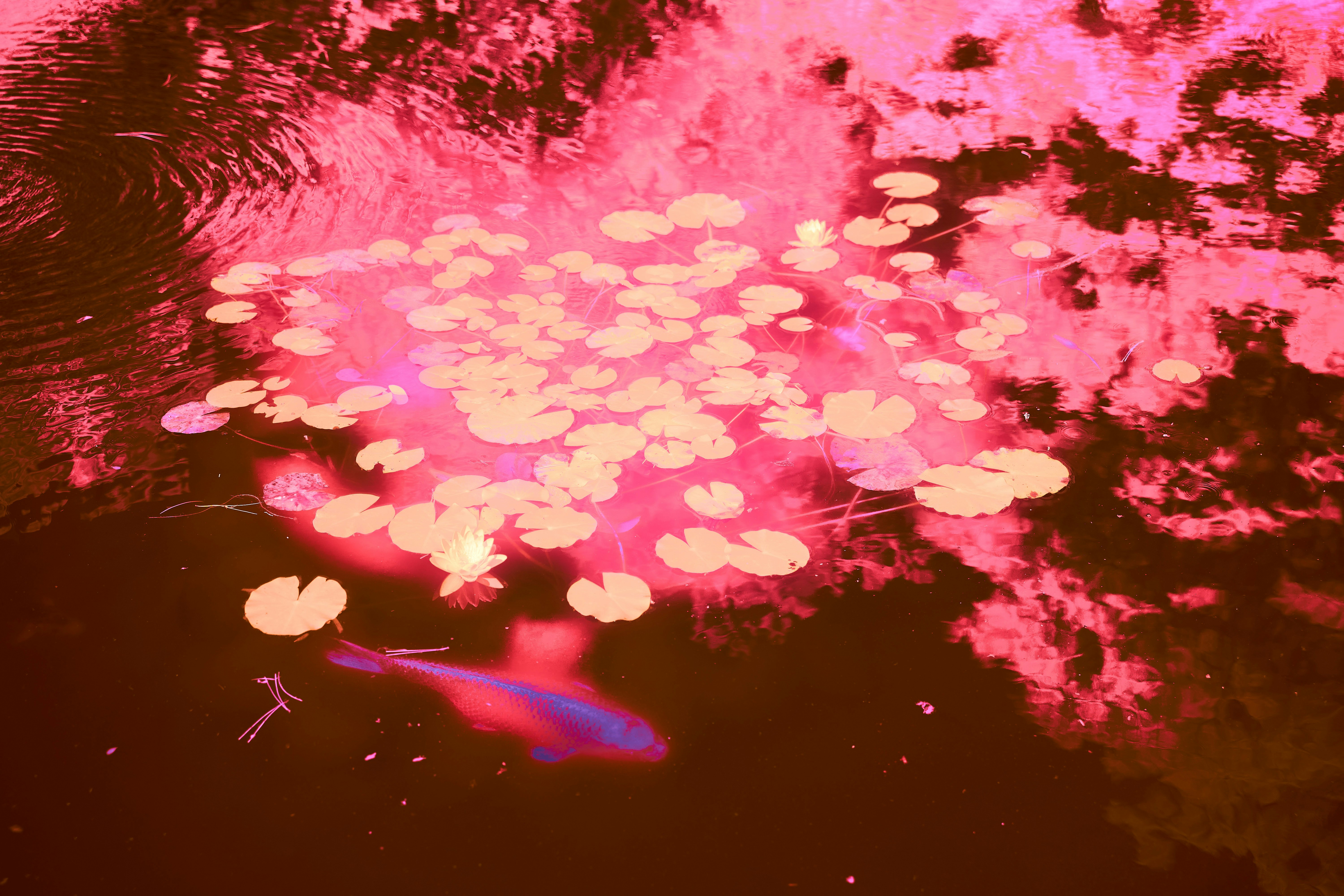 a pond filled with lots of water liliesWolfgang Hasselmann