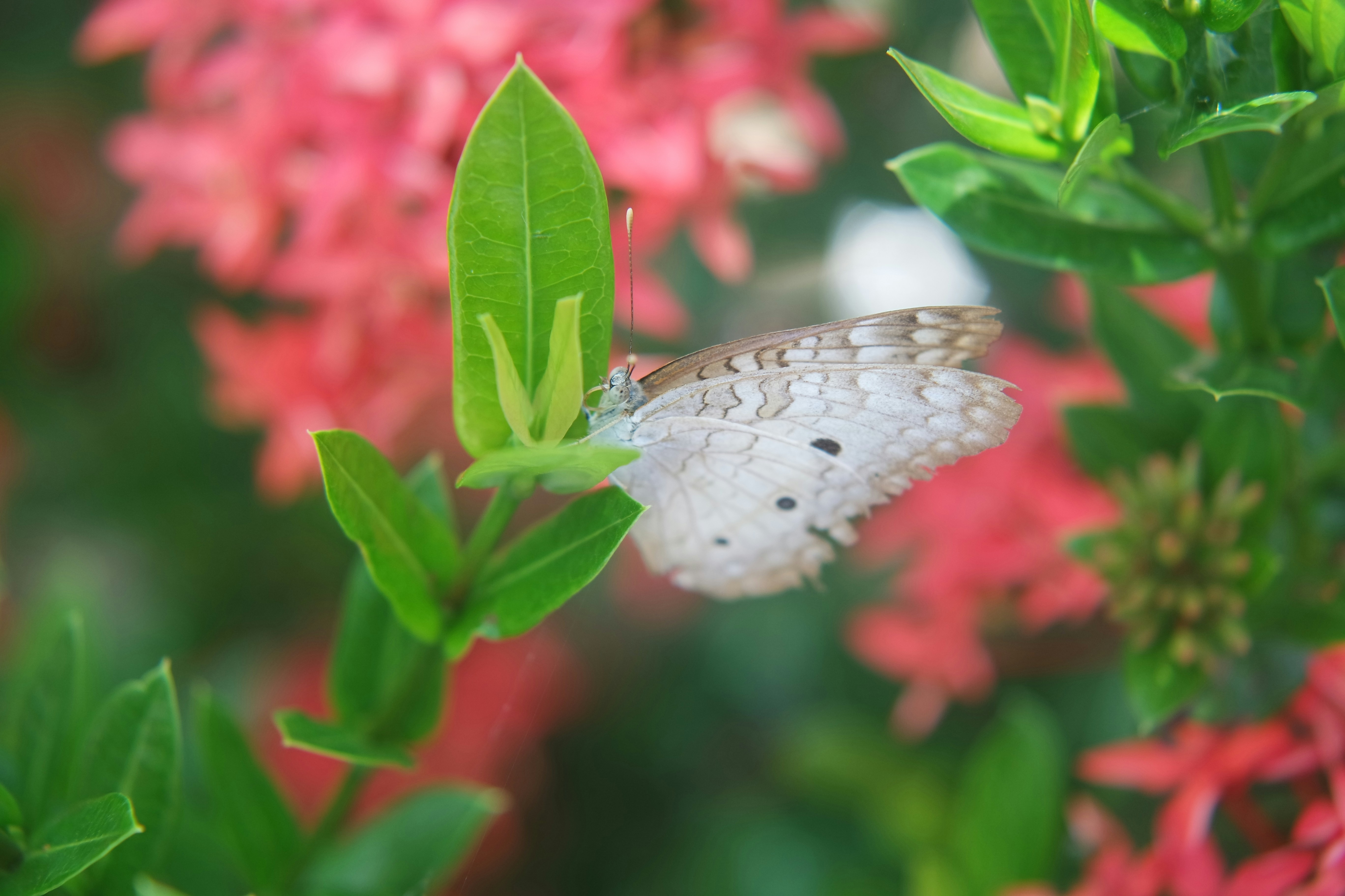 Wings of a Whispering Butterfly Among Coral Blooms