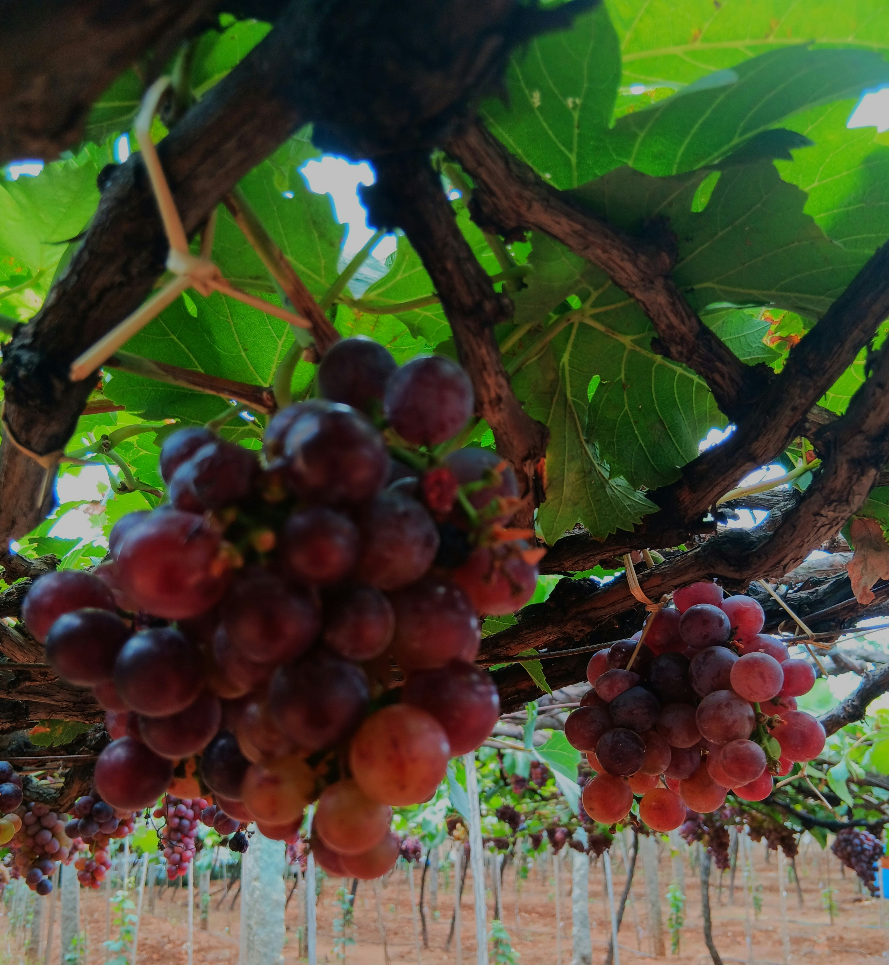 A bunch of grapes hanging from a tree photo – Free Msr grapes garden ...