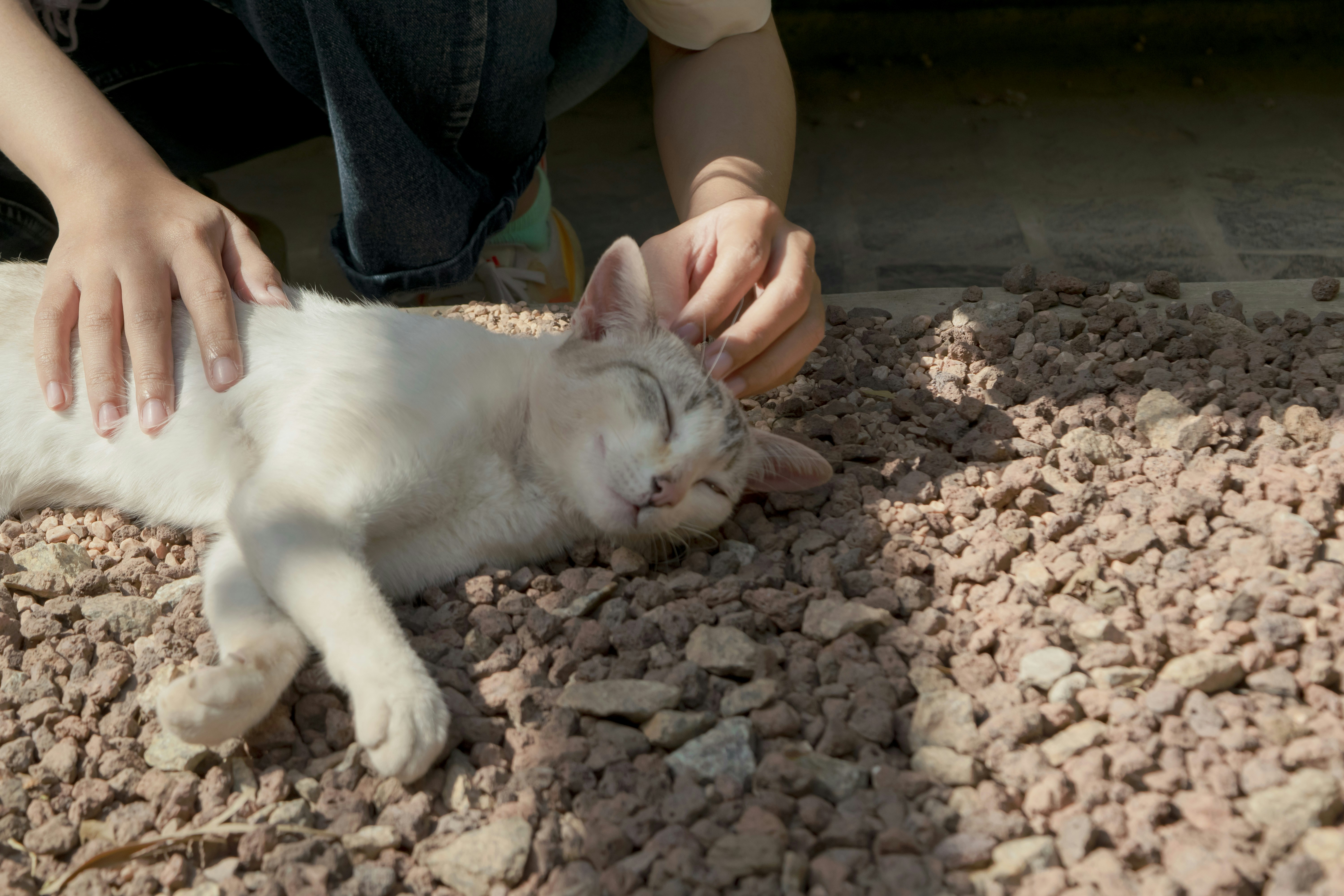 a white cat laying on top of a pile of rocks