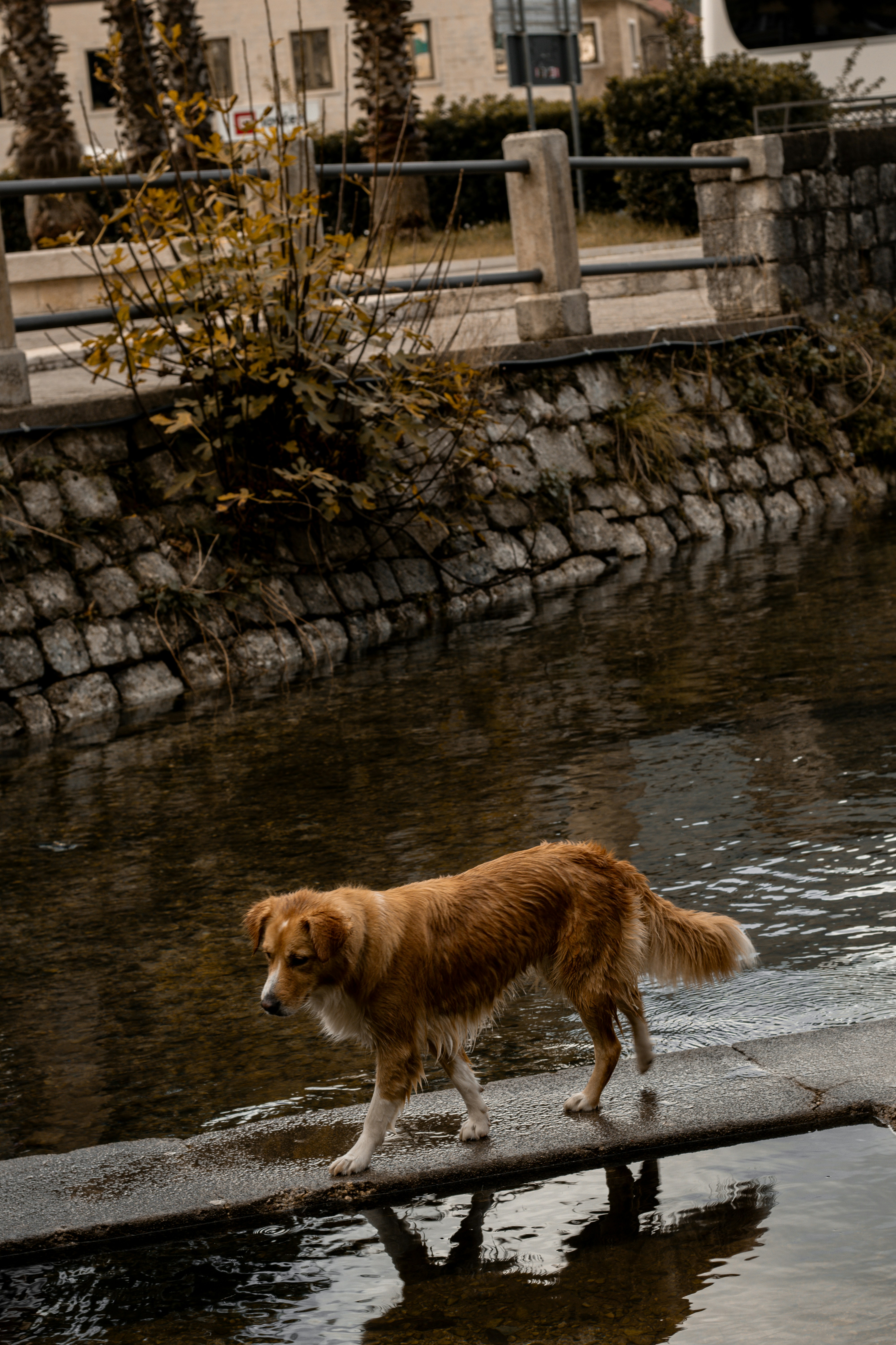 Golden Retriever on a Canal-Side Plank: Steady Steps by the Stone Wall