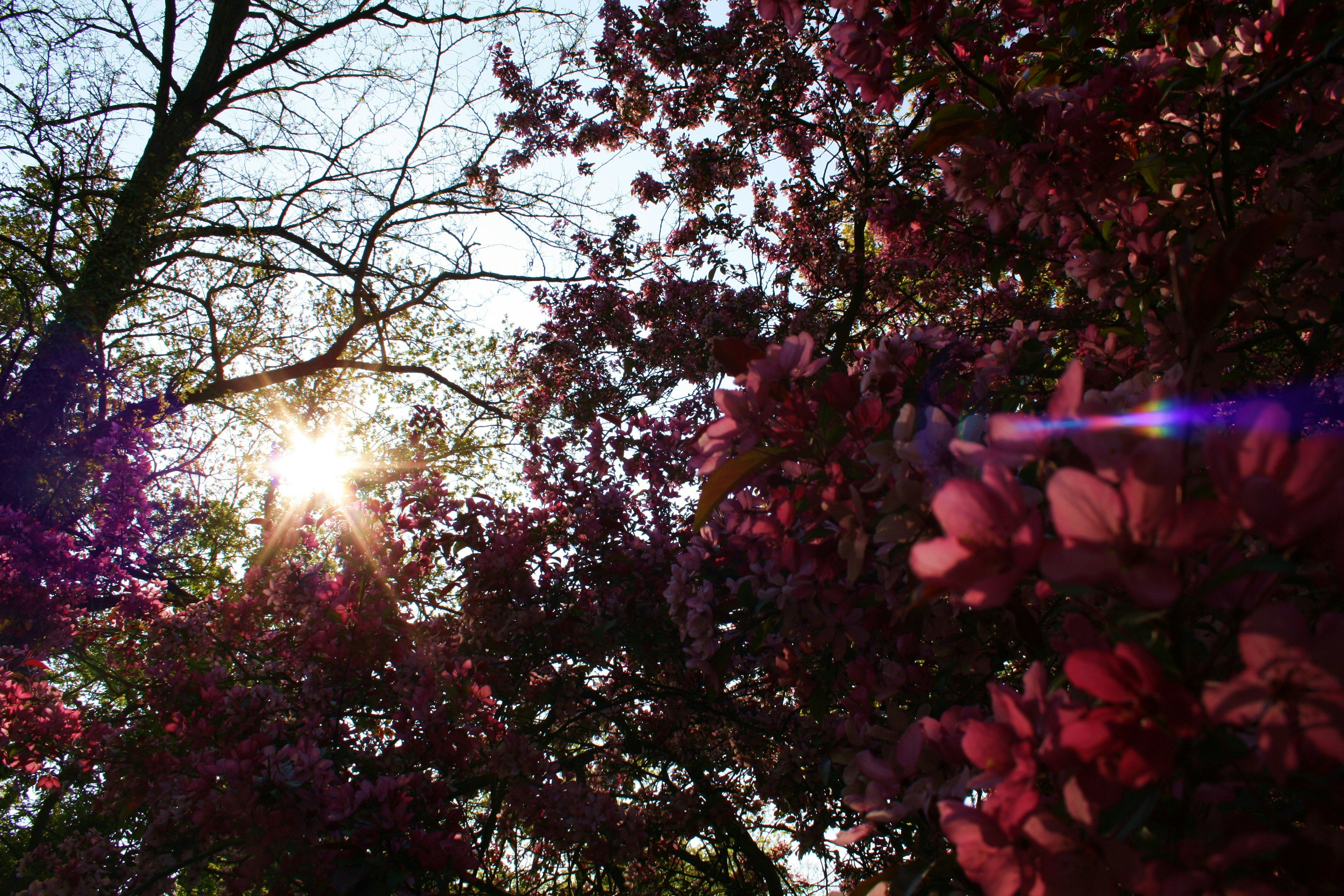 Sunburst Through a Pink Canopy: Framing Light and Bloom