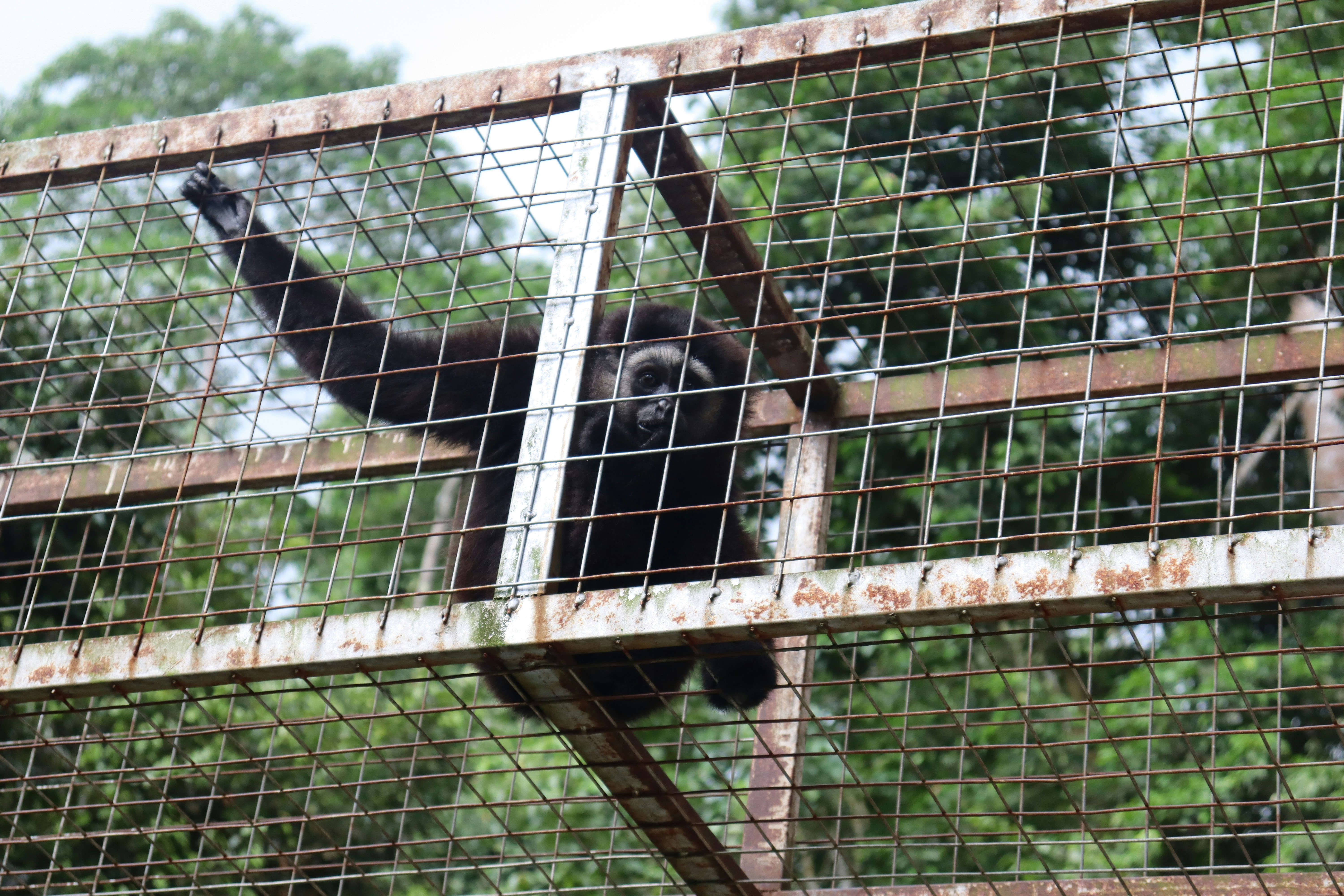 A monkey in a cage with trees in the background photo – Free Malaysia ...