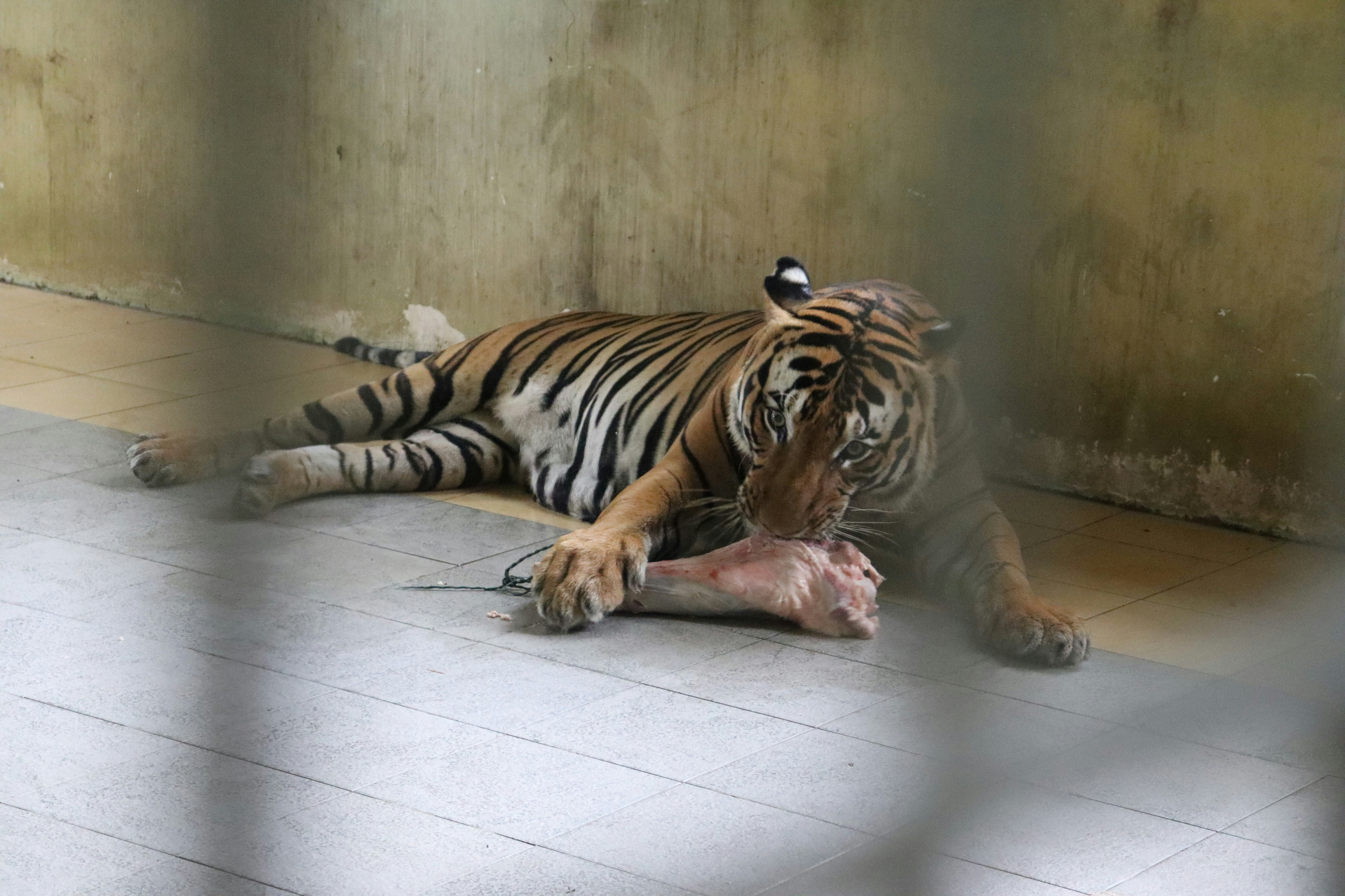 A tiger laying on the ground with a dead animal photo – Free Malaysia ...