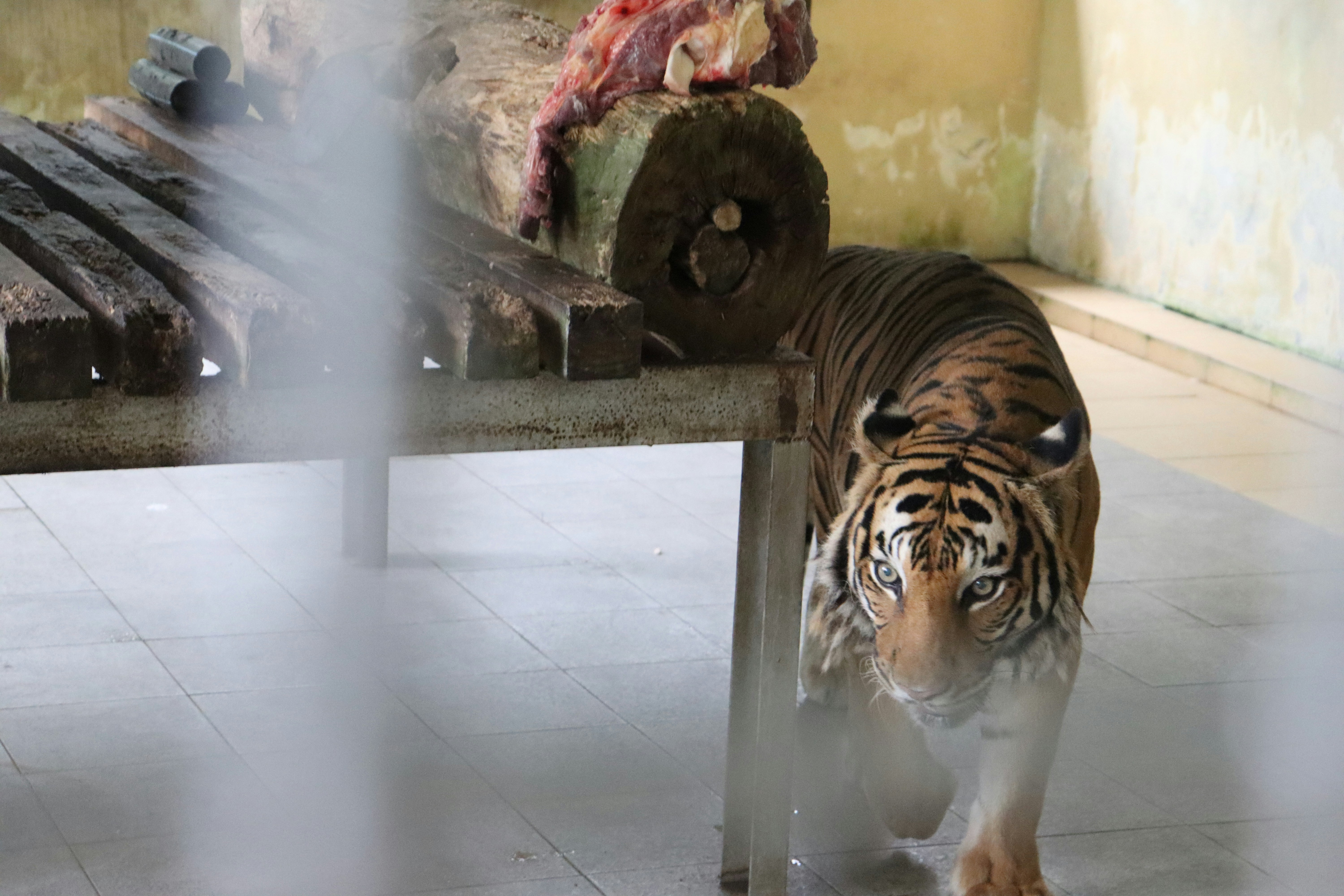 A tiger standing on top of a wooden bench photo – Free Animal Image on ...