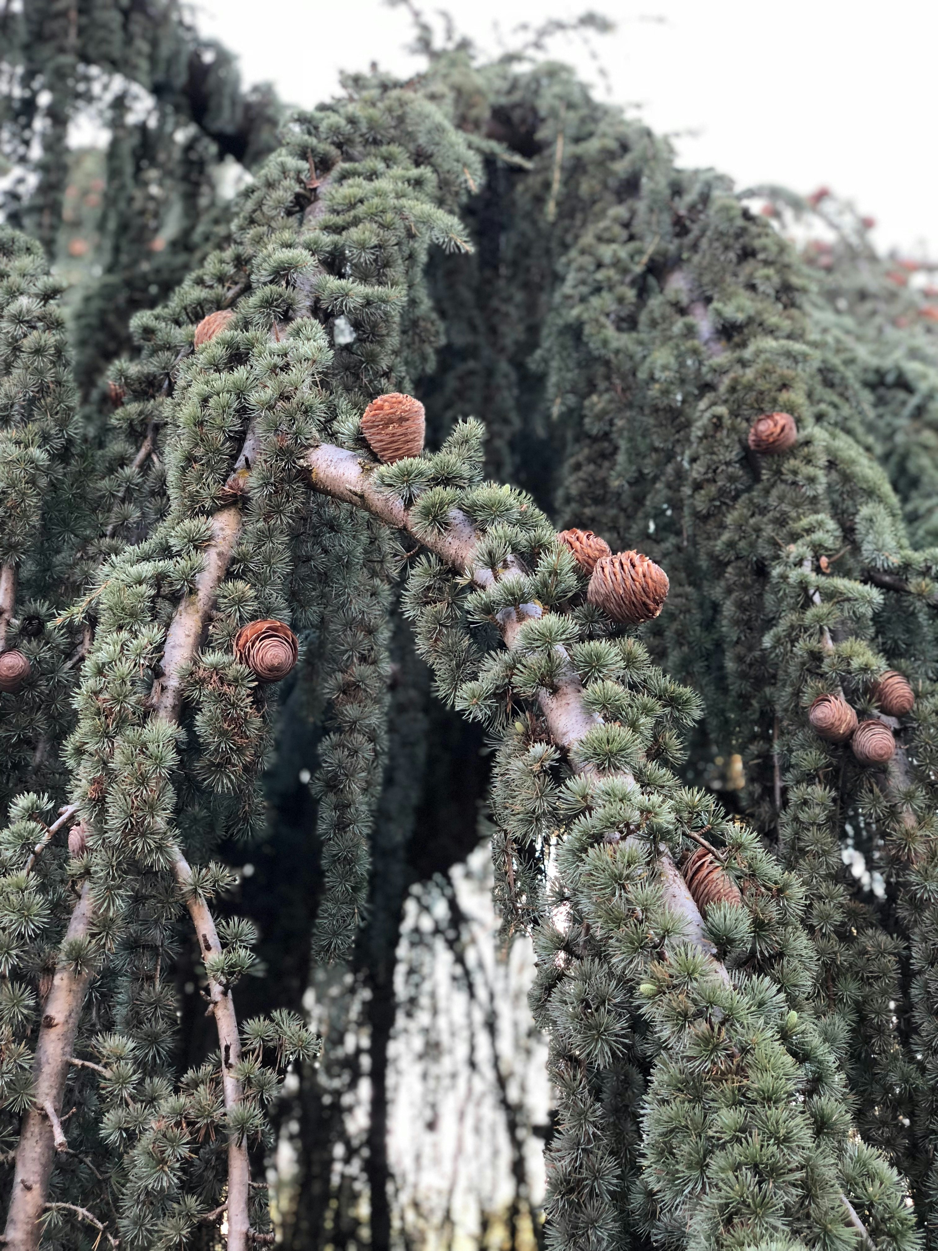 Needle-bearing Boughs: Pine Cones in a Weeping Canopy