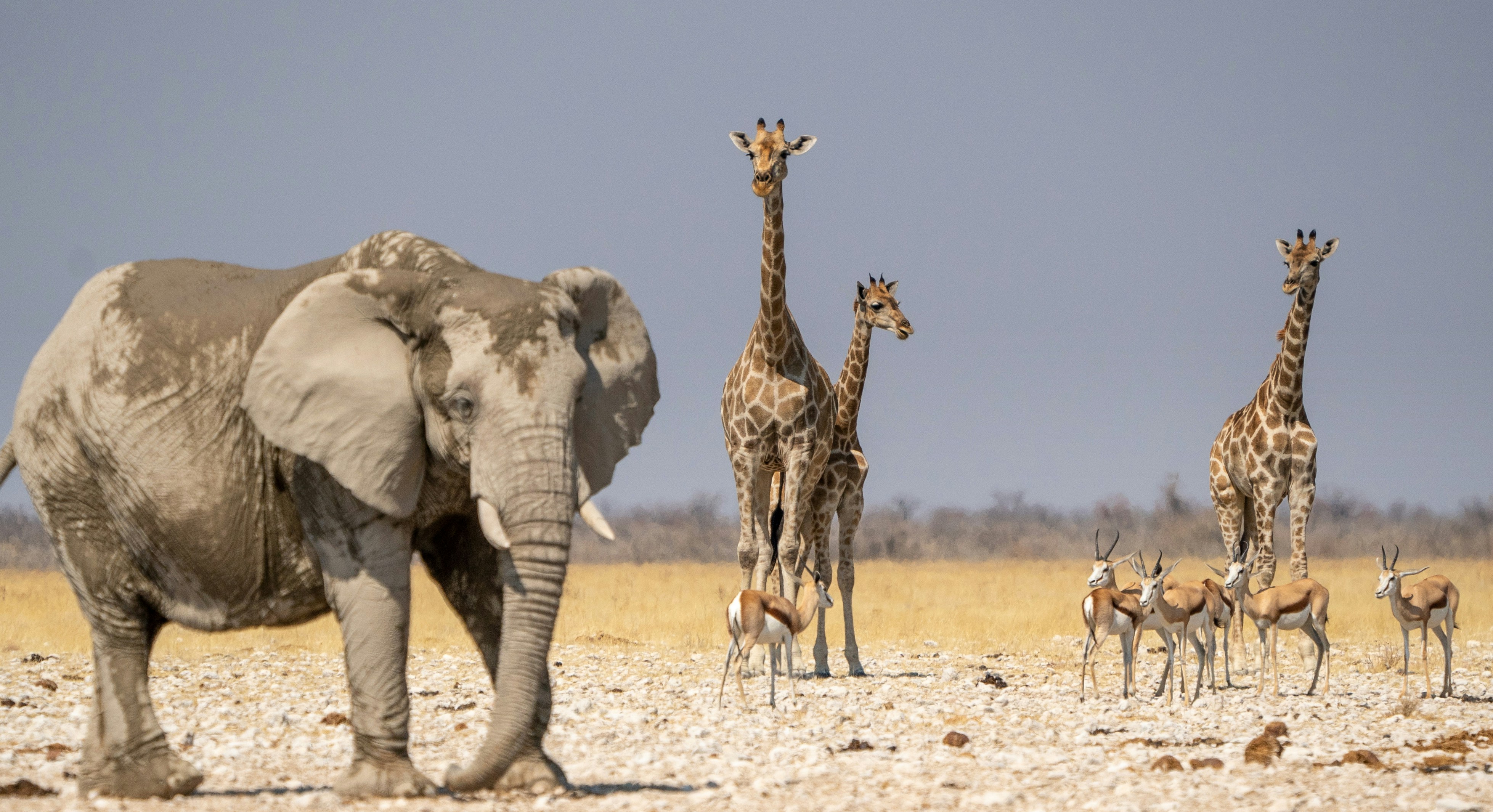 Dusty Dawn: Elephant Anchors a Watchful Giraffe Parade on the Savanna