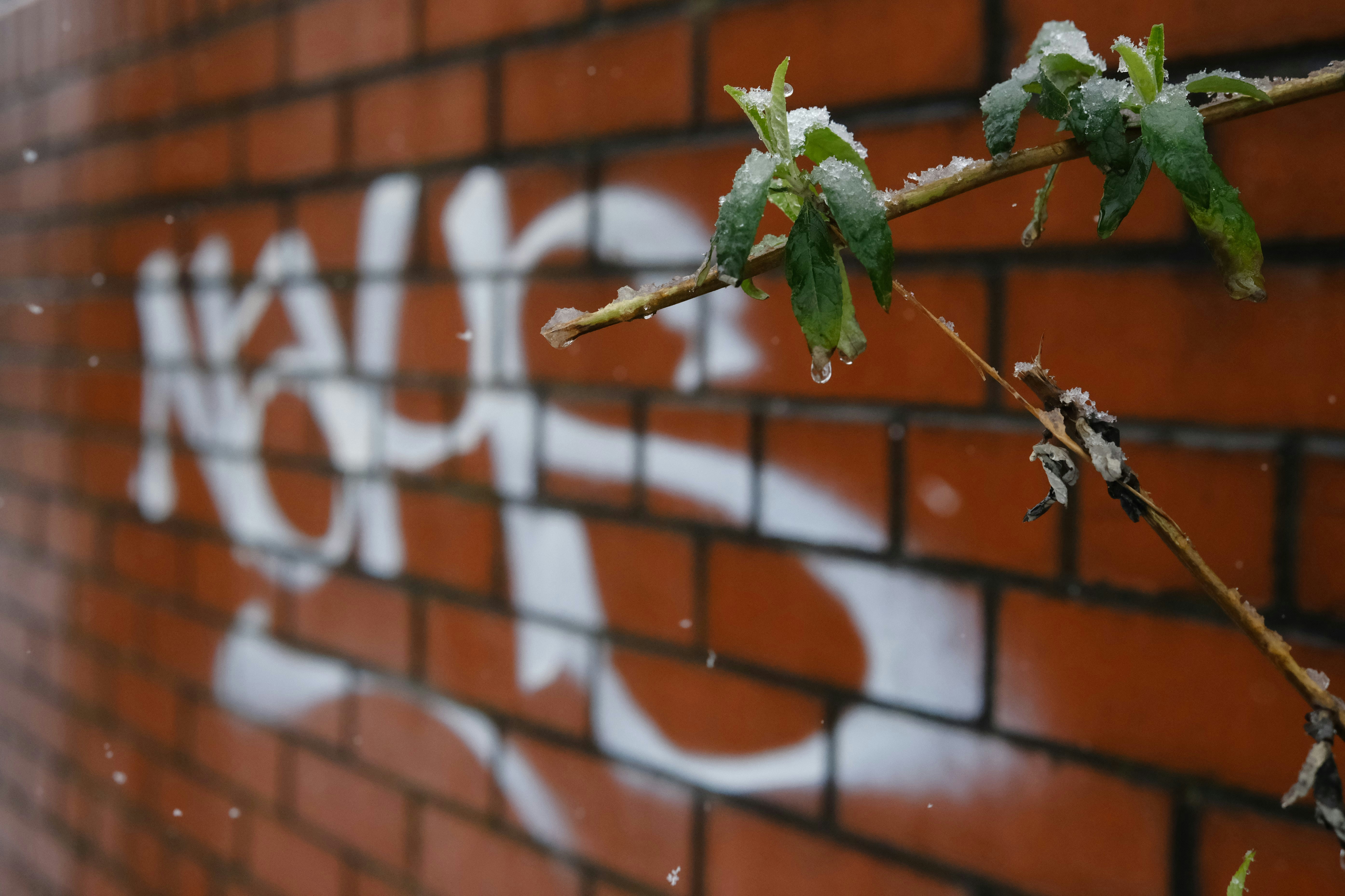 Frost-Dusted Twig Framed by a Graffiti Brick Backdrop