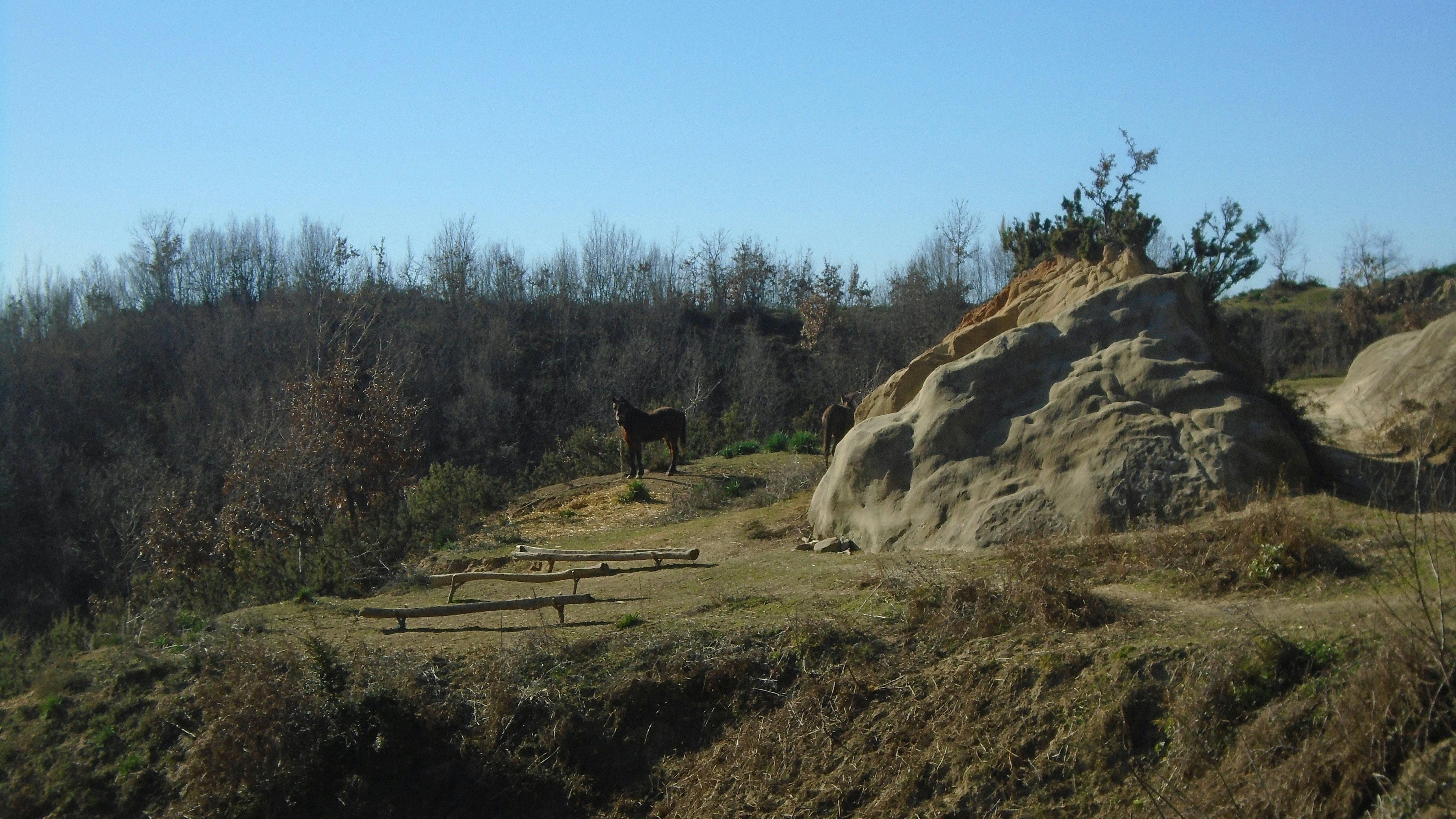 Stone Sentinel and the Lone Horse on a Sunlit Hill