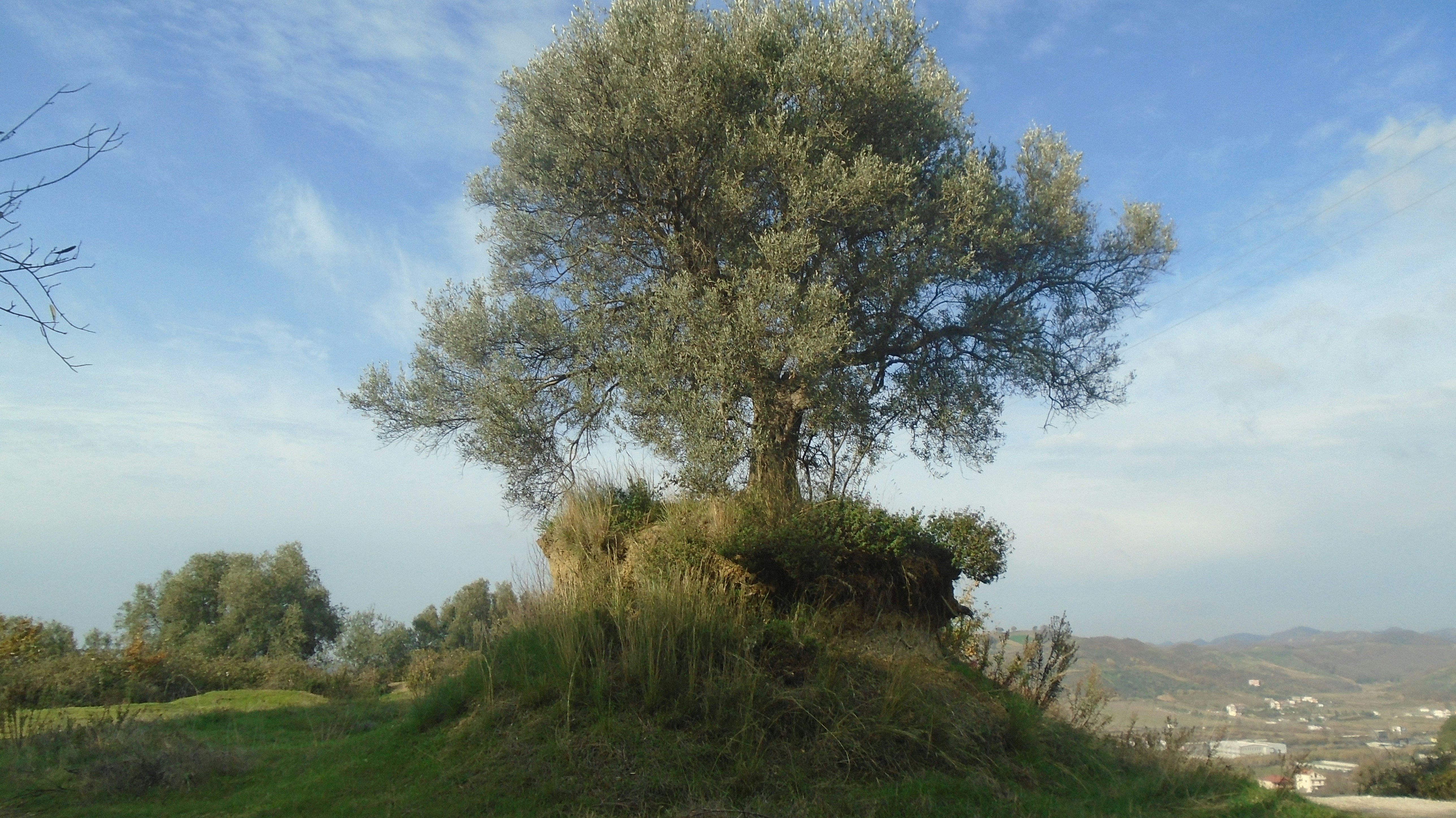 The Olive Sentinel on a Hilltop Overlooking a Quiet Valley