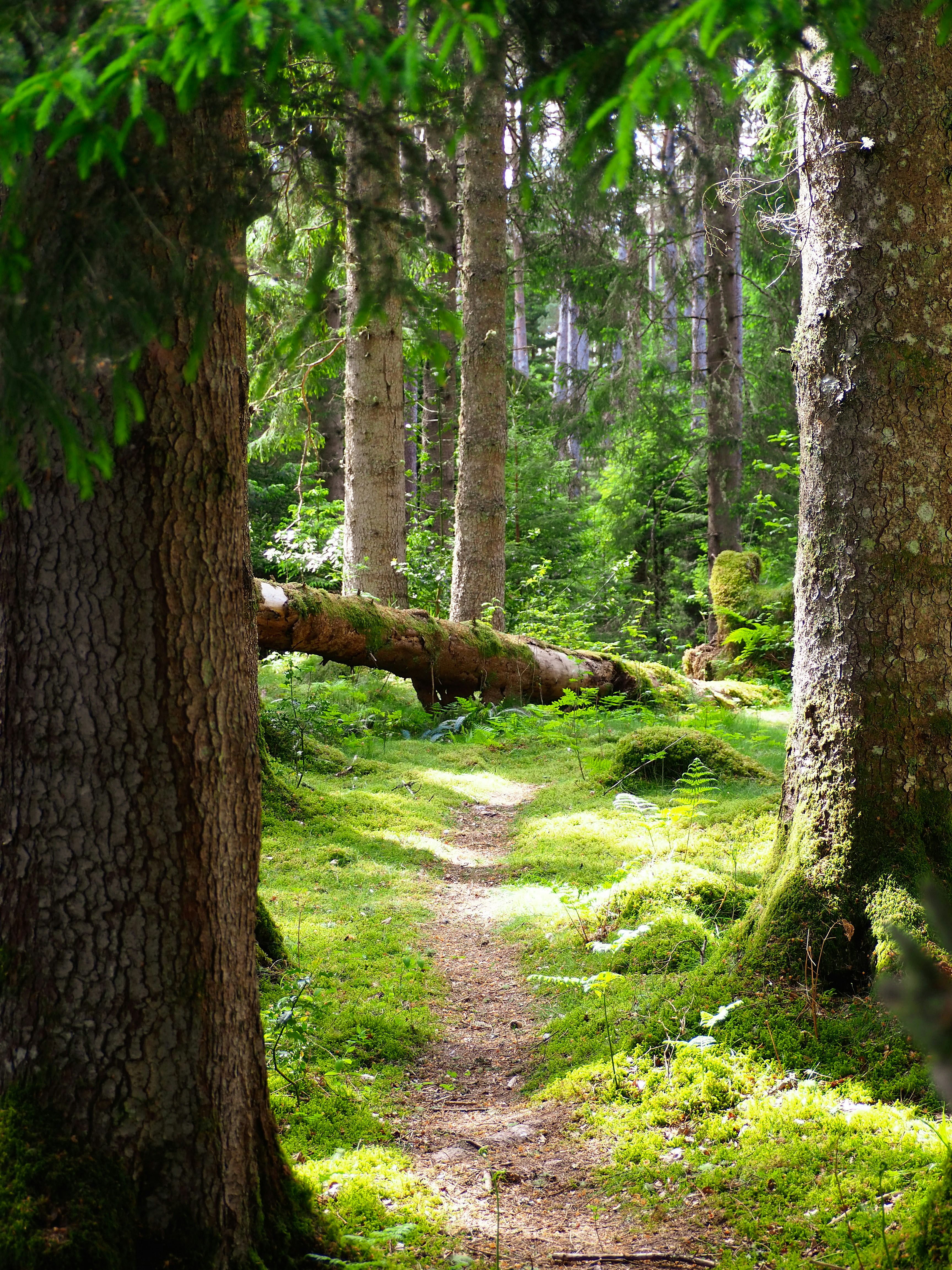 A path in the woods with a fallen tree photo – Free Forest Image on ...