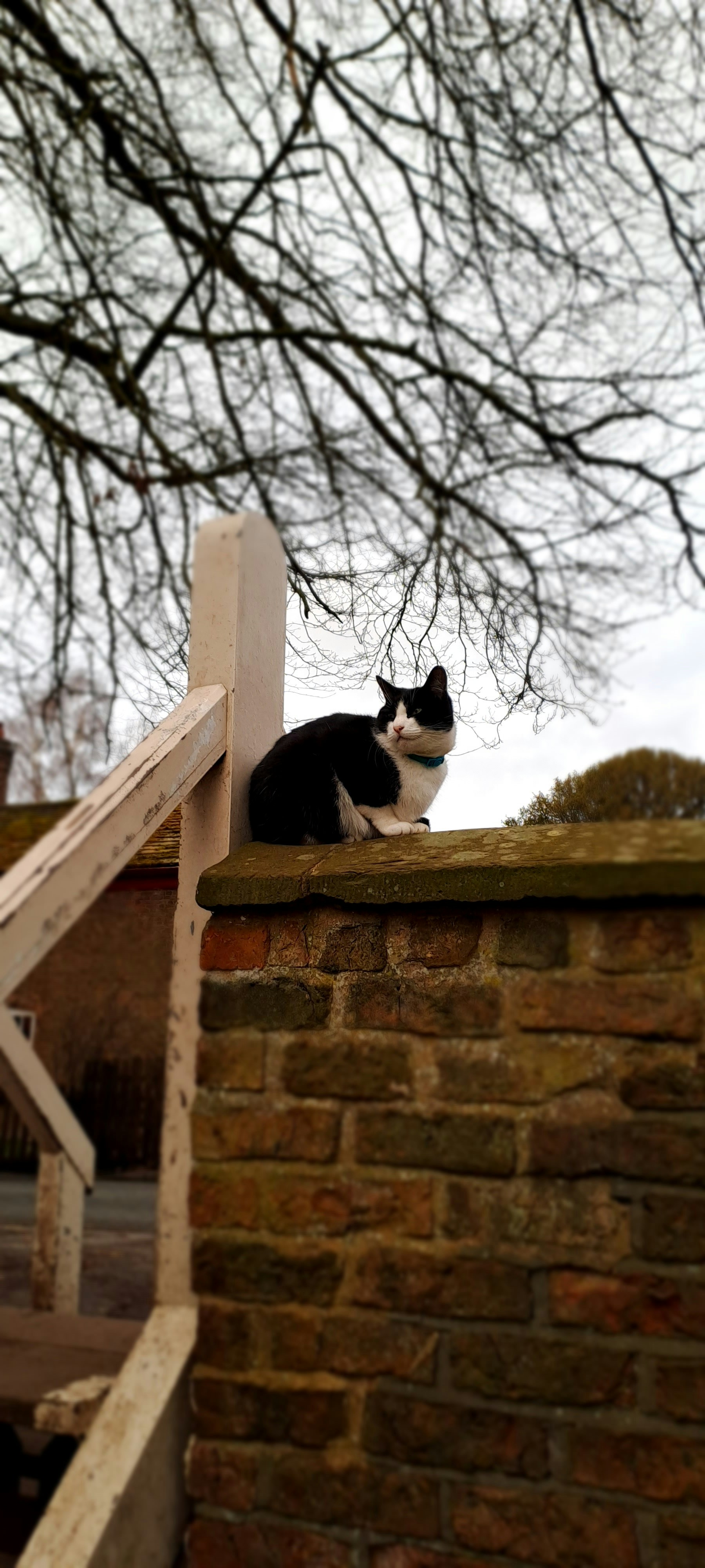 Black-and-white cat perched on a mossy brick wall beside a rustic railing beneath a tangle of bare branches.
