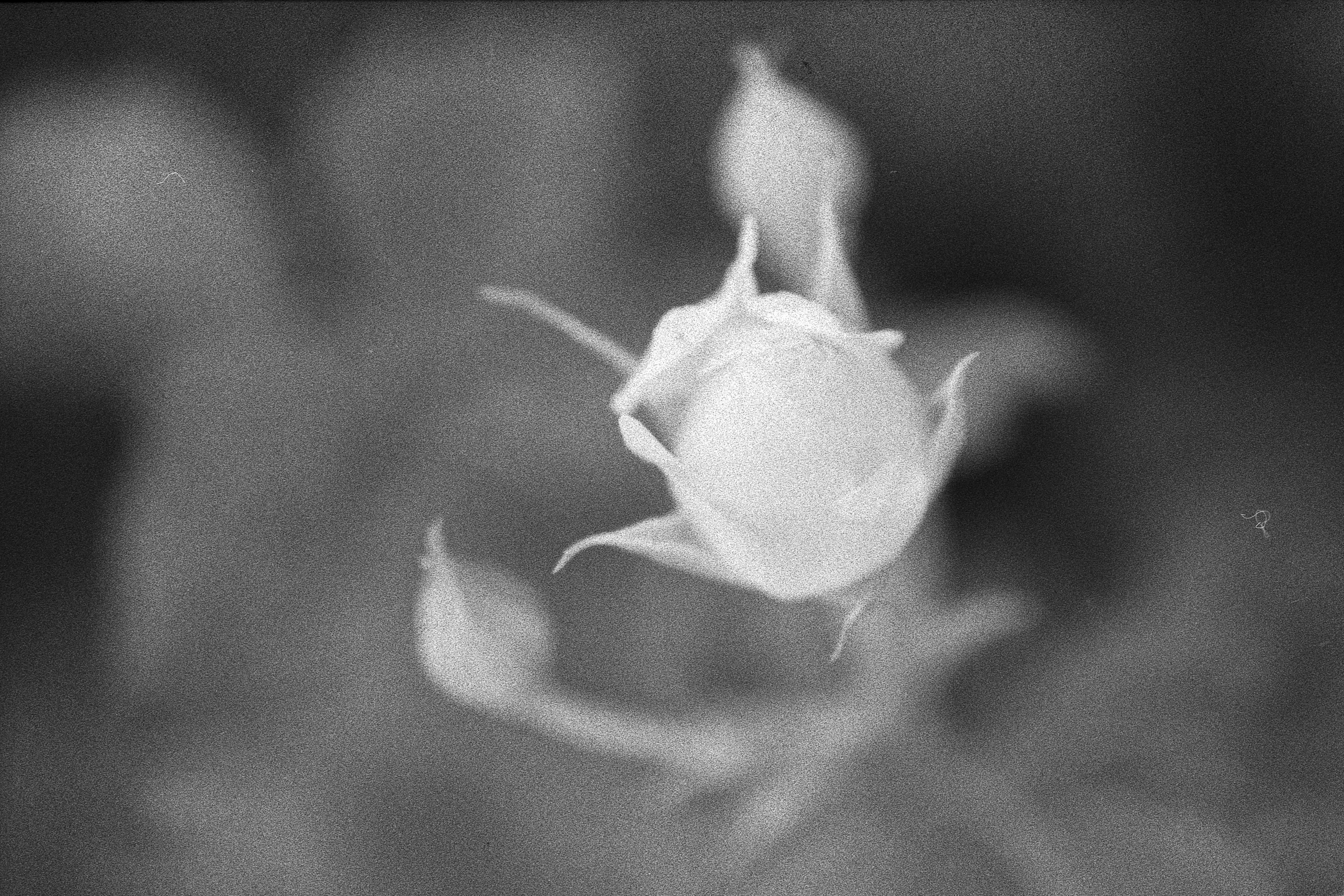 Velvet Blur: A Mono Portrait of a Bud in Quiet Focus
