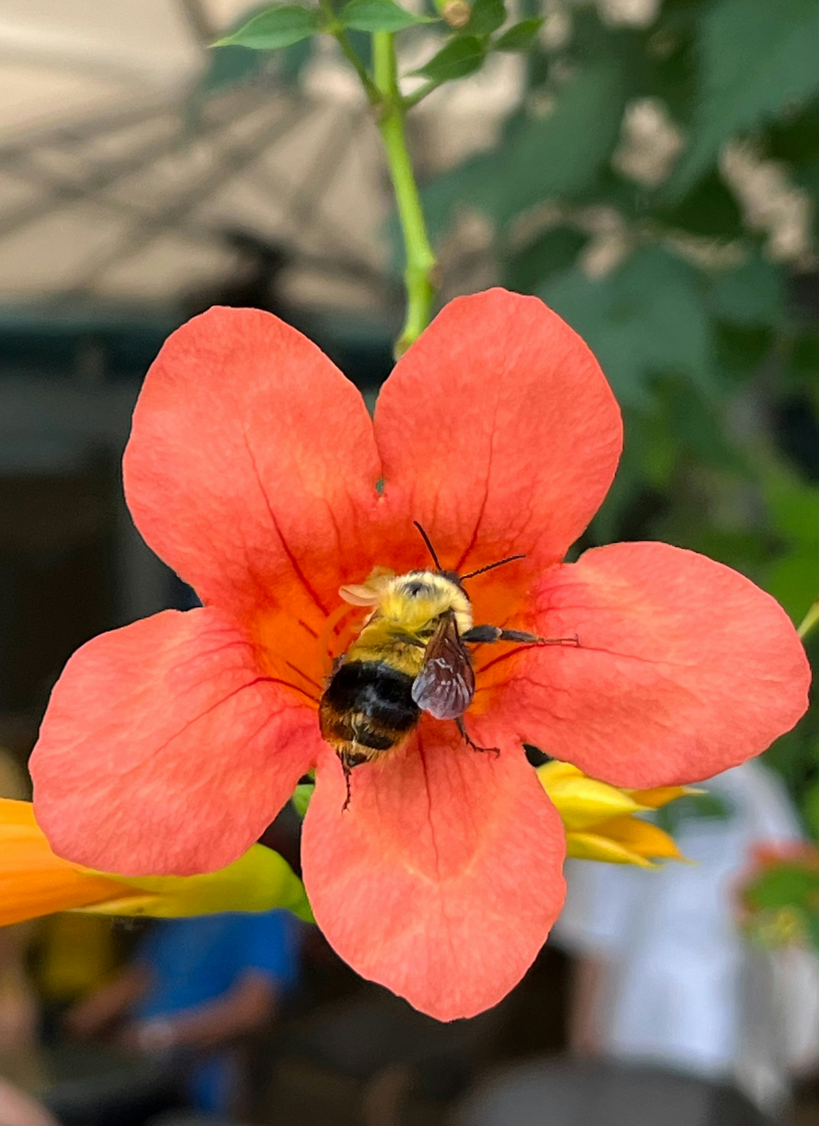 Amber Bumblebee on Coral Hibiscus: A Macro Moment in Sunlit Detail