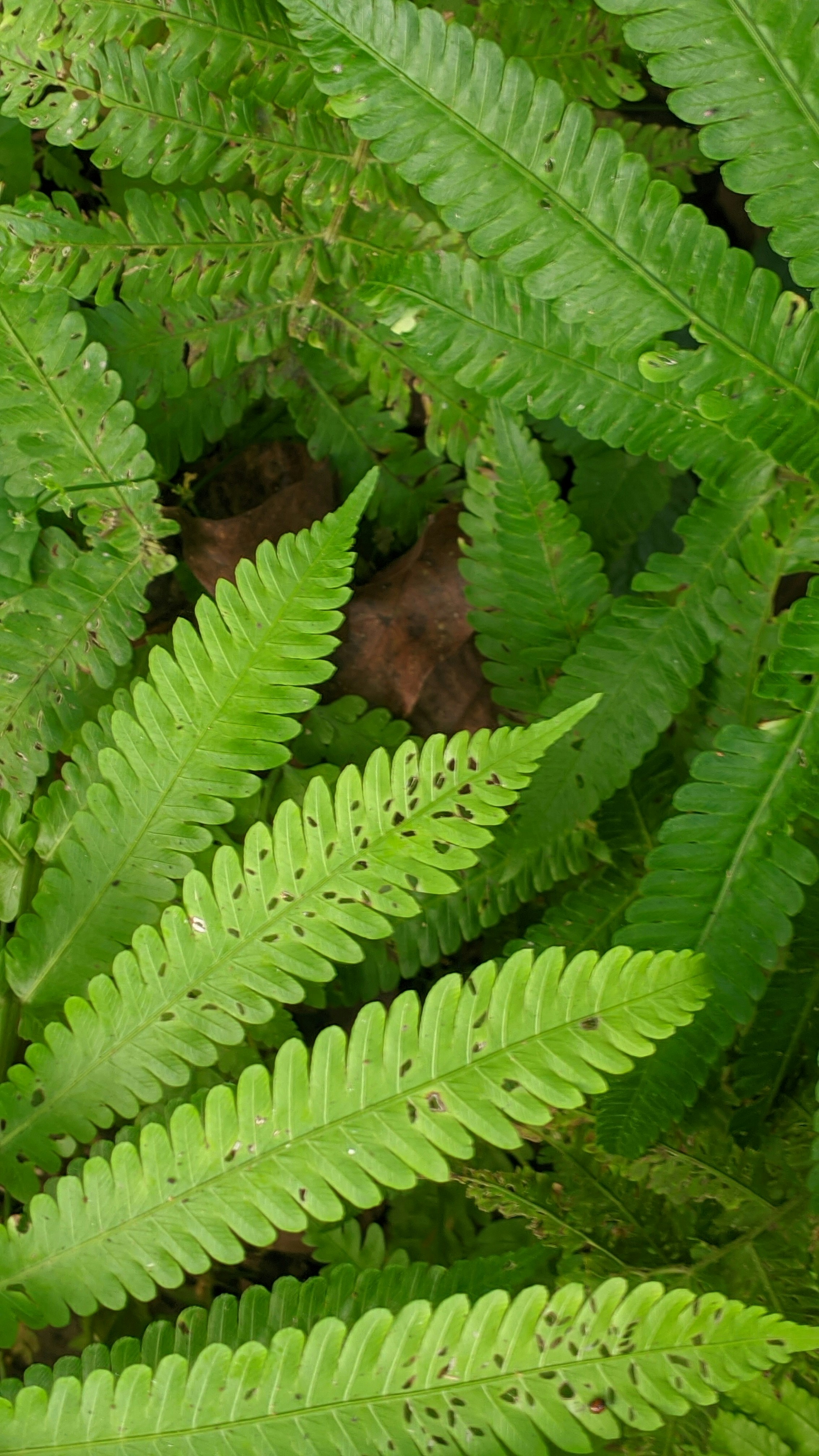 Emerald Ferns in Coastal Light