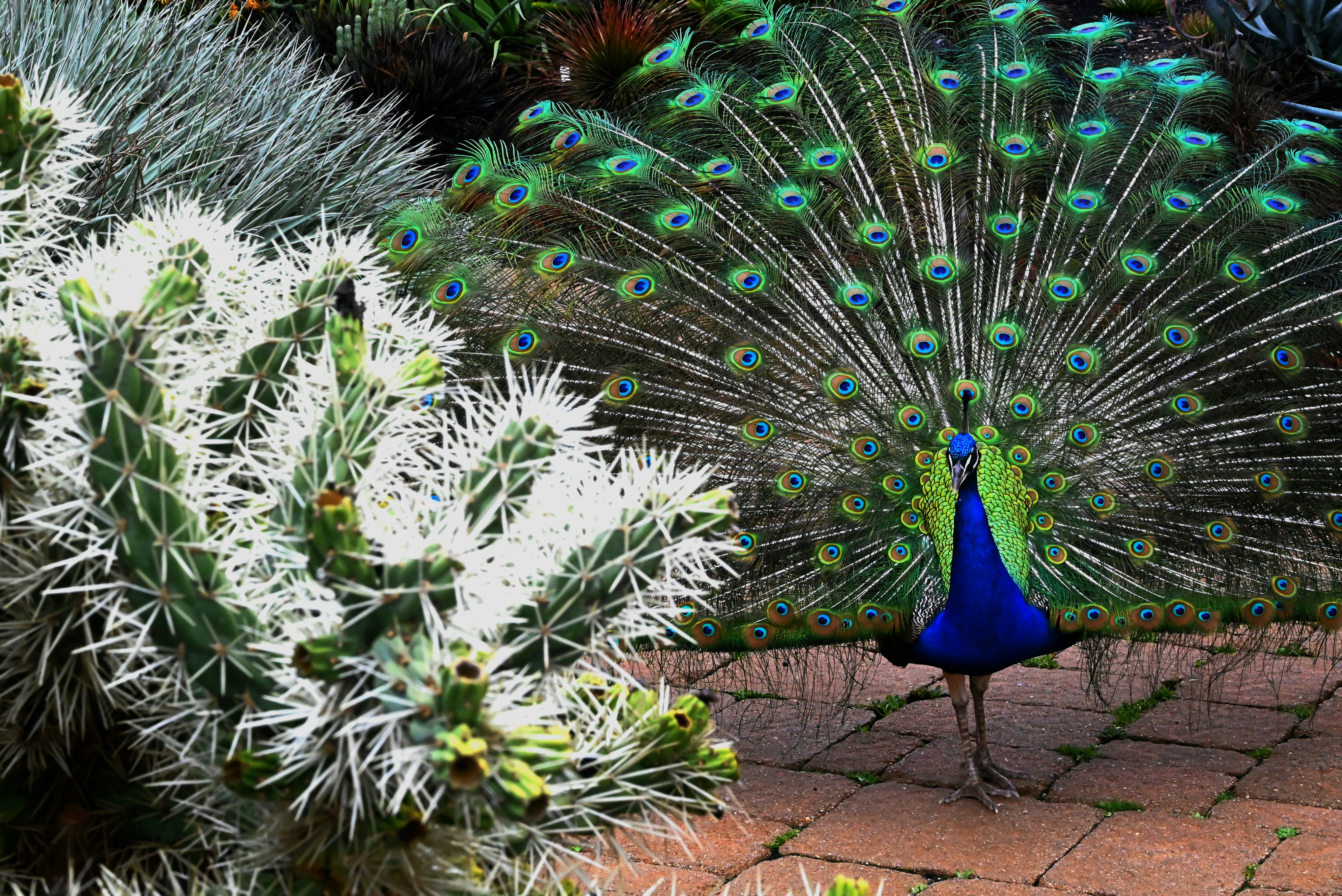 Peacock's Emerald Curtain Unfurls on a Brick Courtyard