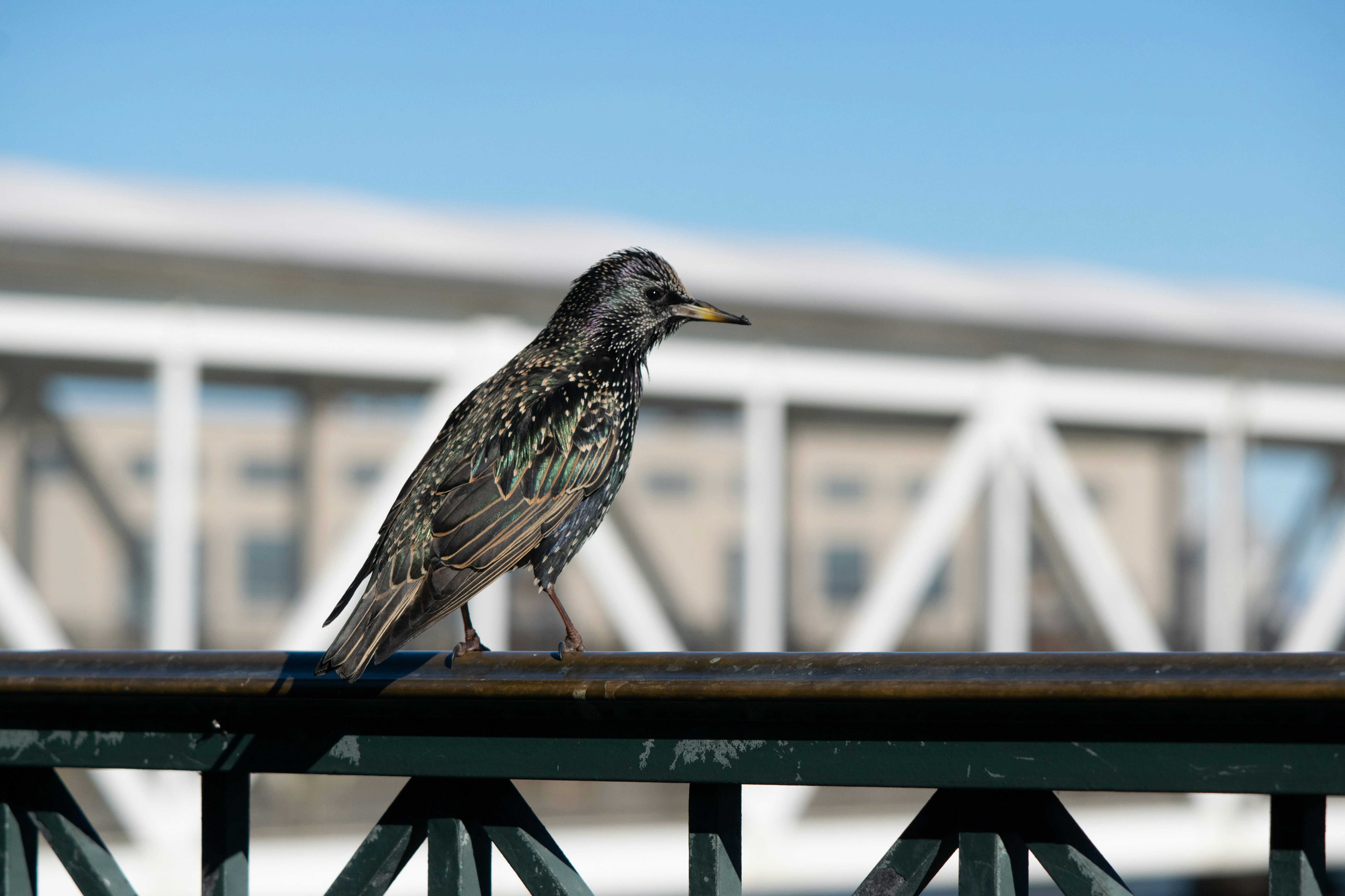 Starling on a Rail: Feathered Focus Under a Geometric Bridge