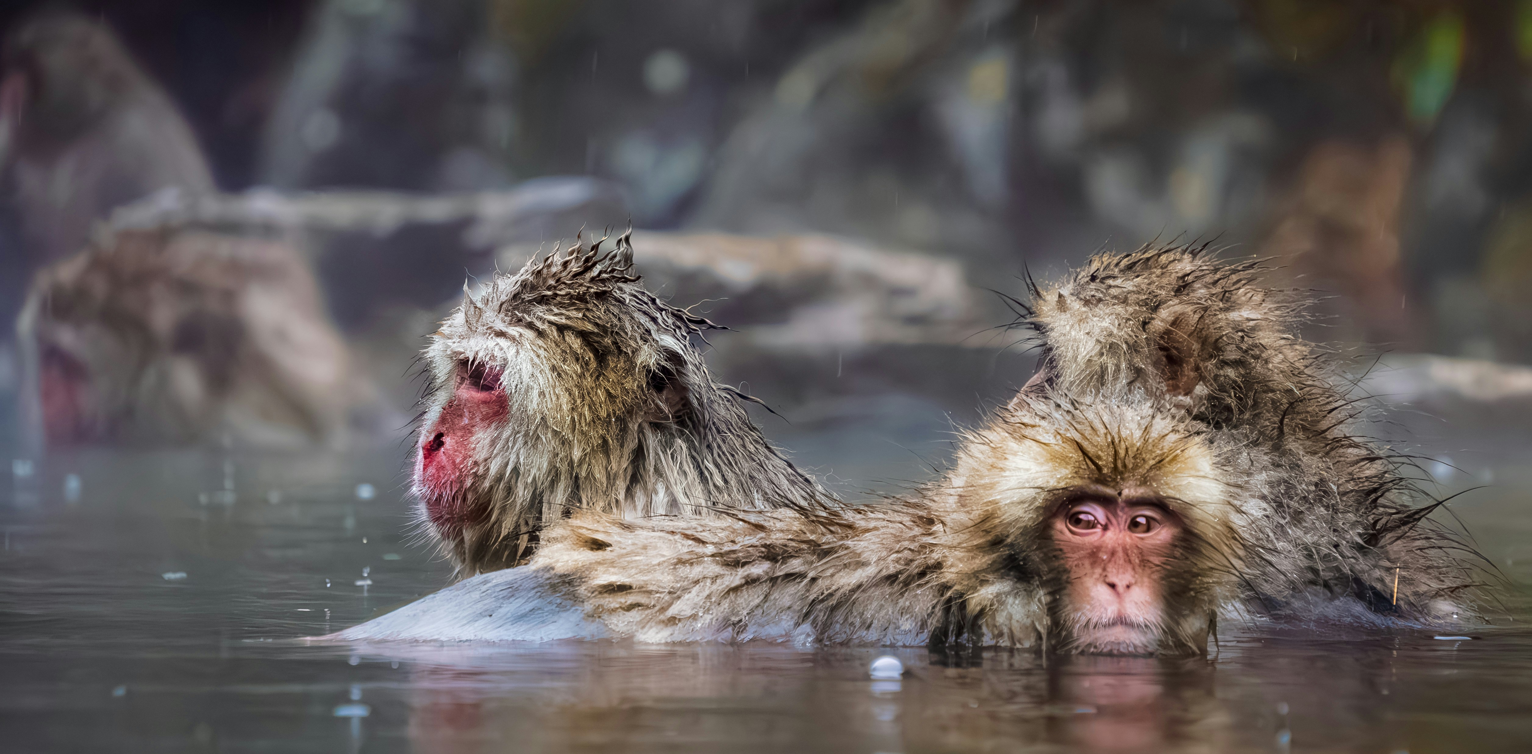 Mist, Steam, and Fur: Two Japanese Macaques in a Tranquil Hot Spring