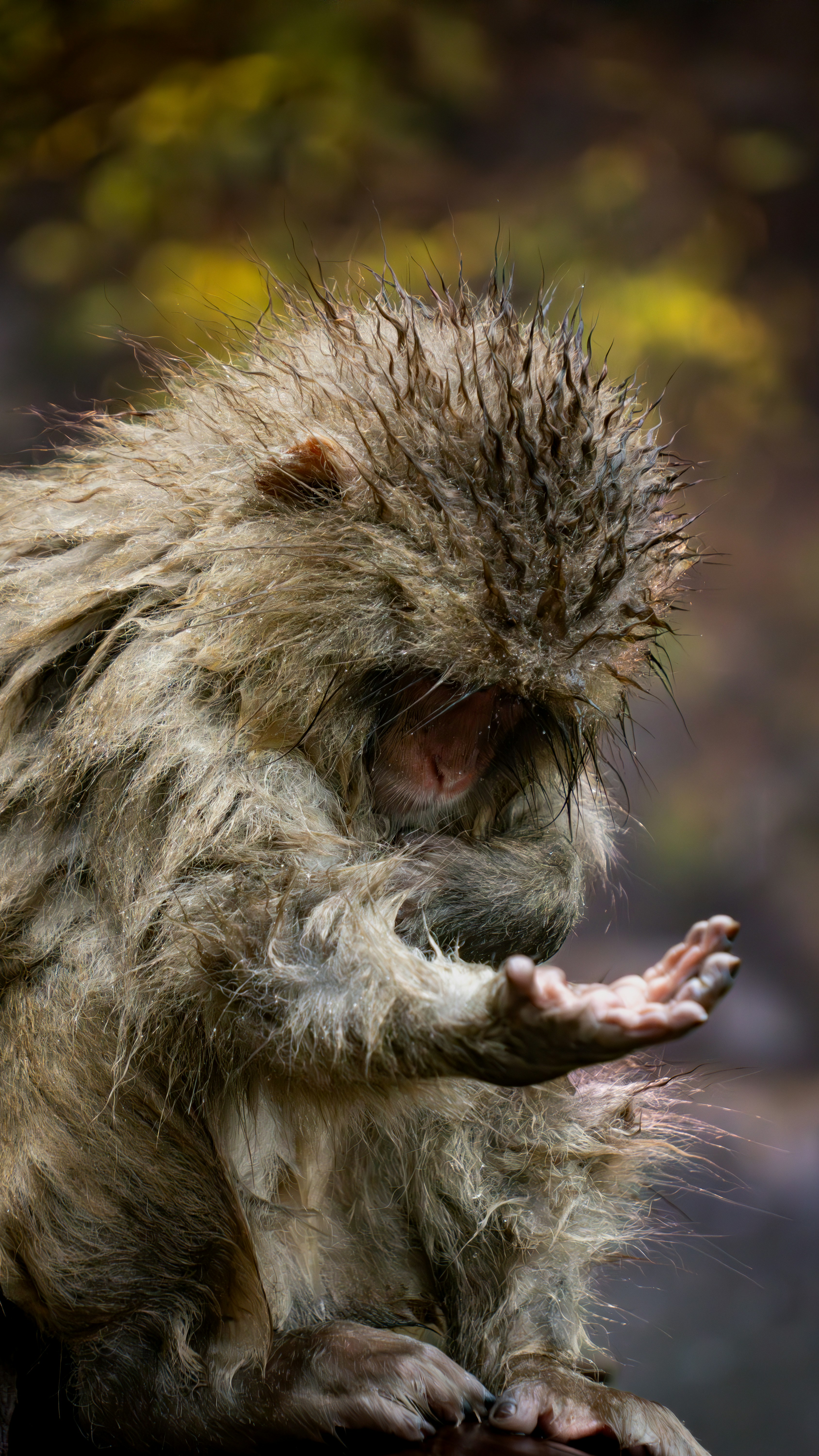 Moppet of Mist: a furred monk in a moment of introspection