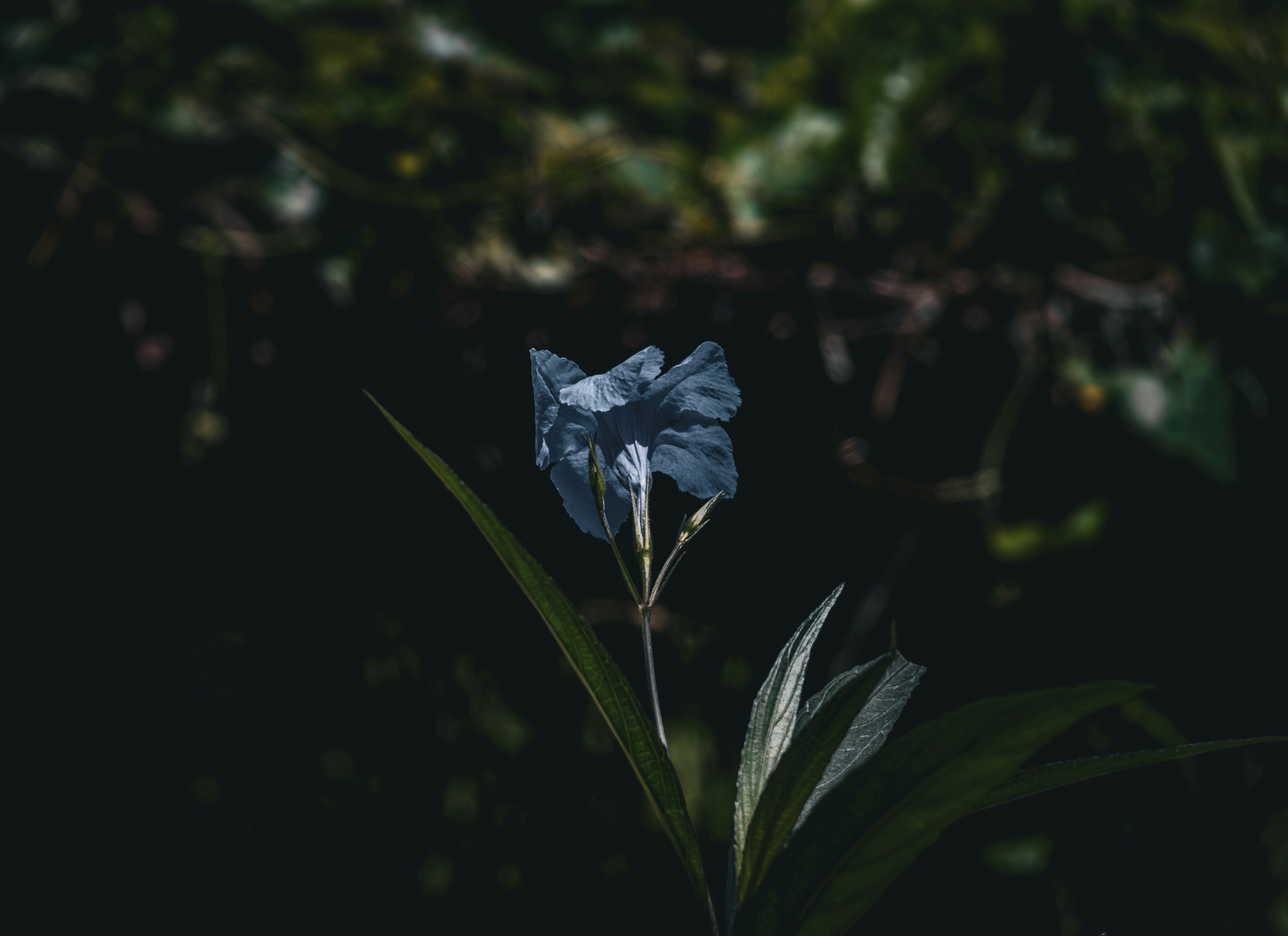 Blue Bloom in Velvet Shadow