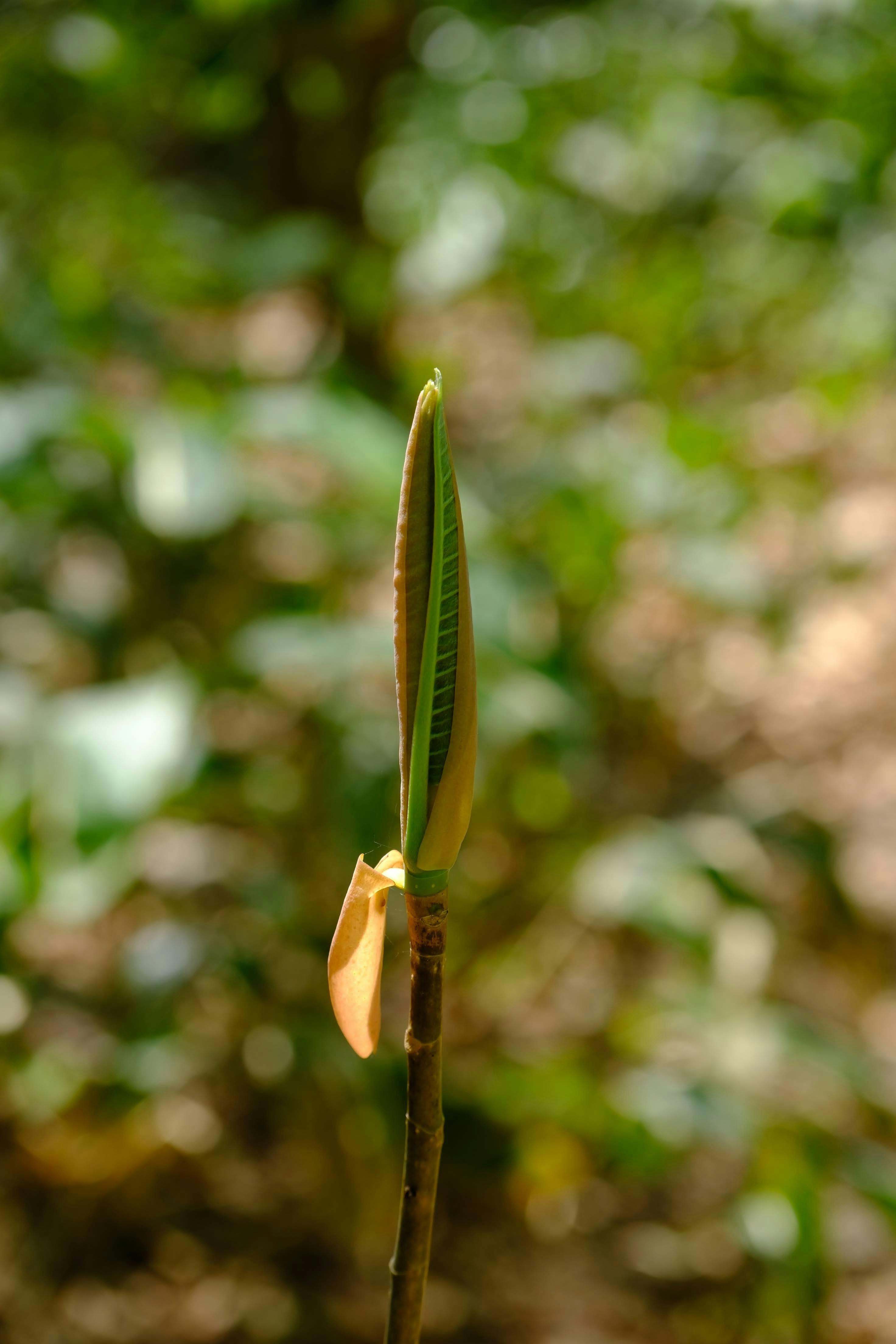 a plant with a long stem in the middle of a forest