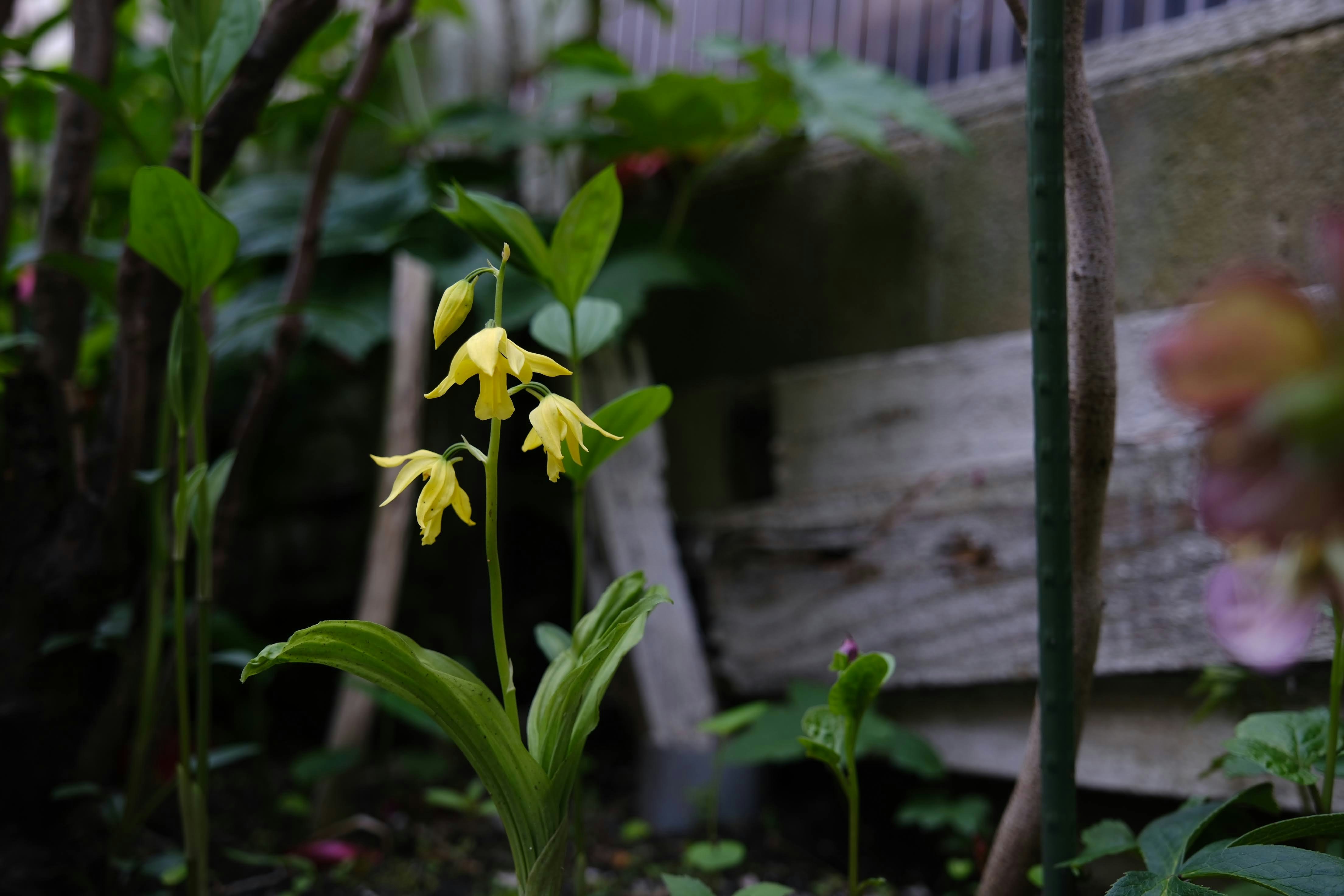 Gentle Yellow Bloom Among Garden Shadows