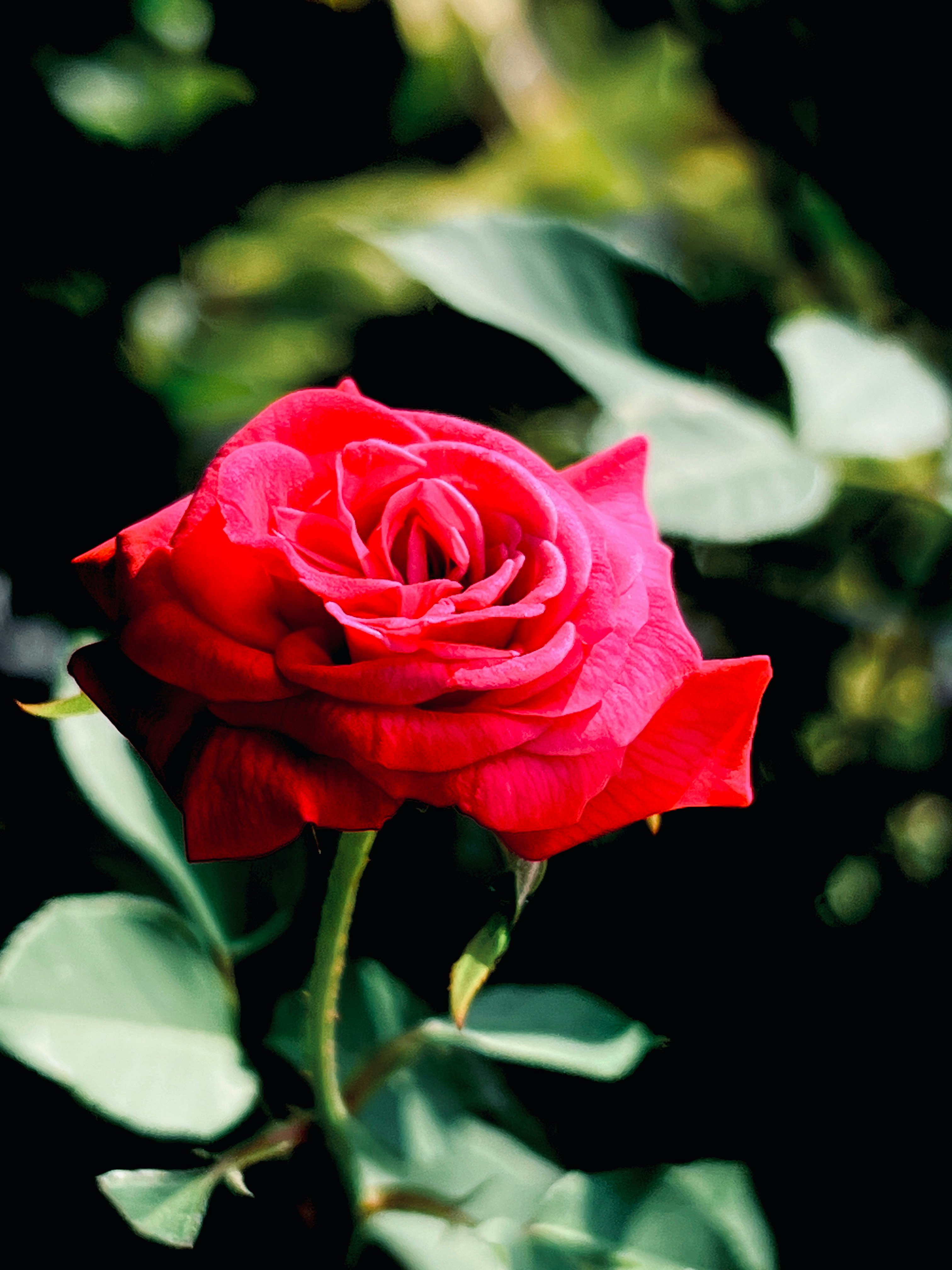 A red rose is blooming in a garden photo – Free Flower Image on Unsplash