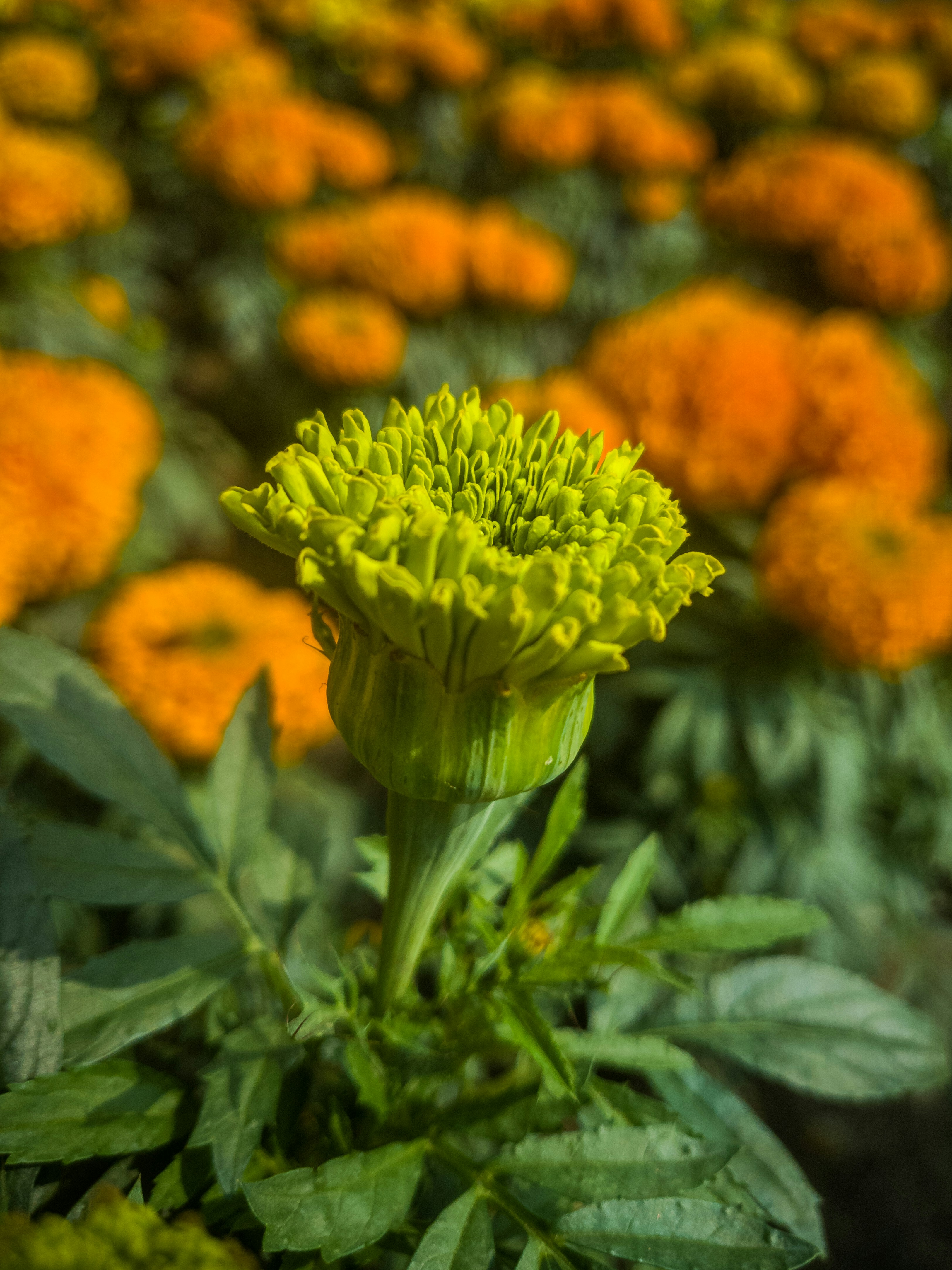 Emerald Crown in a Sea of Orange Blooms
