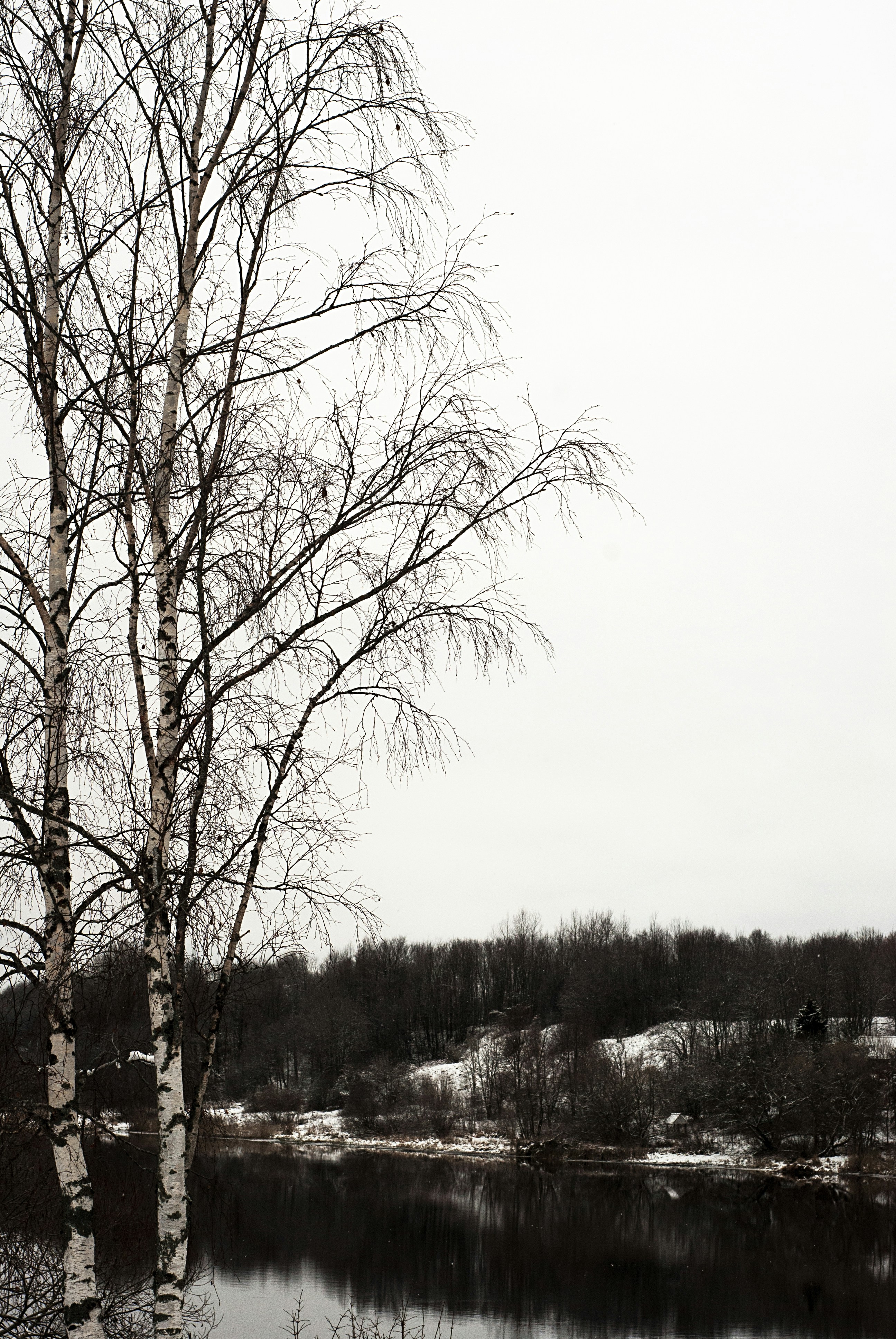 Birch Sentinels by the Quiet Winter River