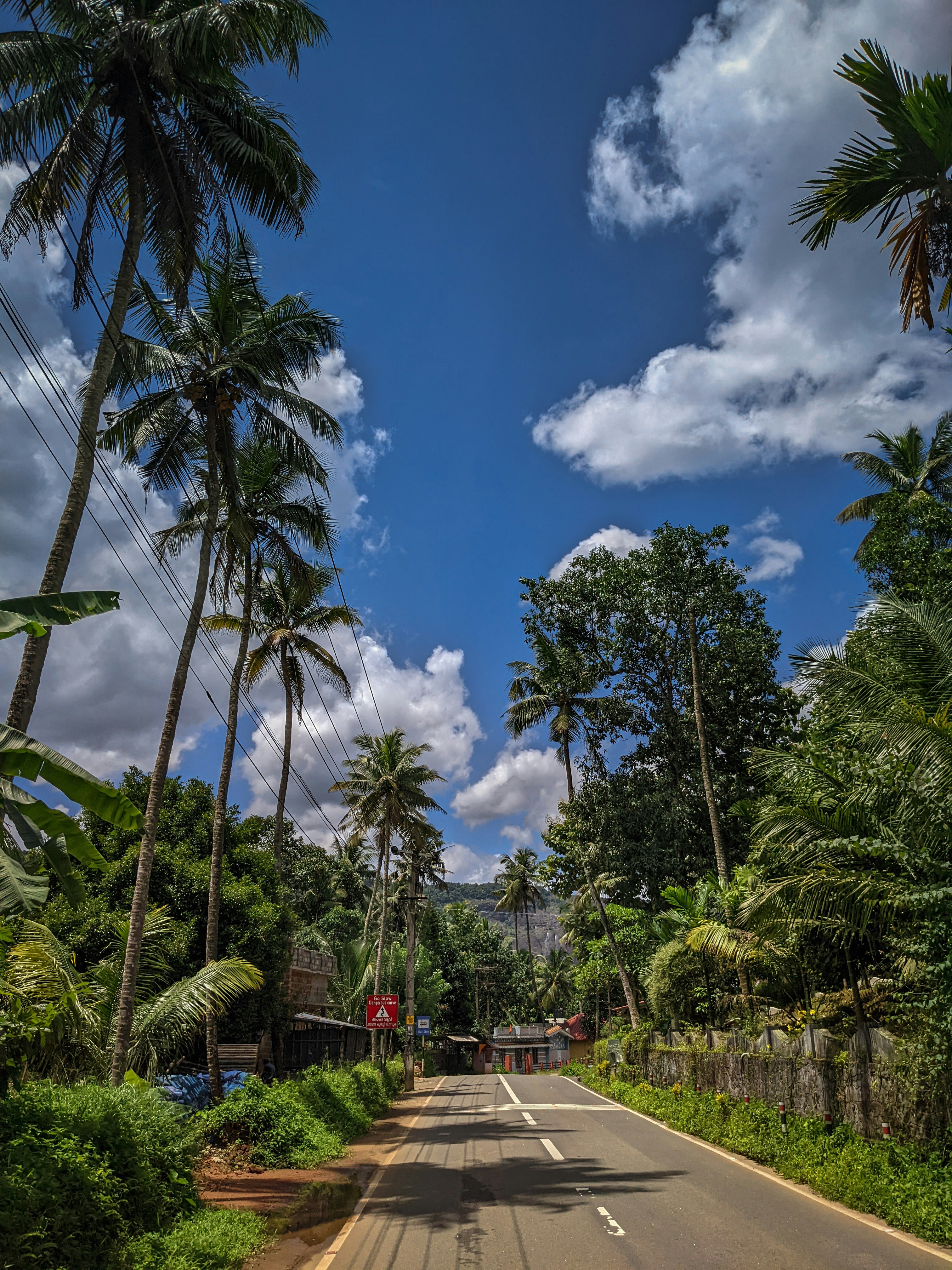 Palm Avenue to the Distant Gate Under a Bright Tropical Sky