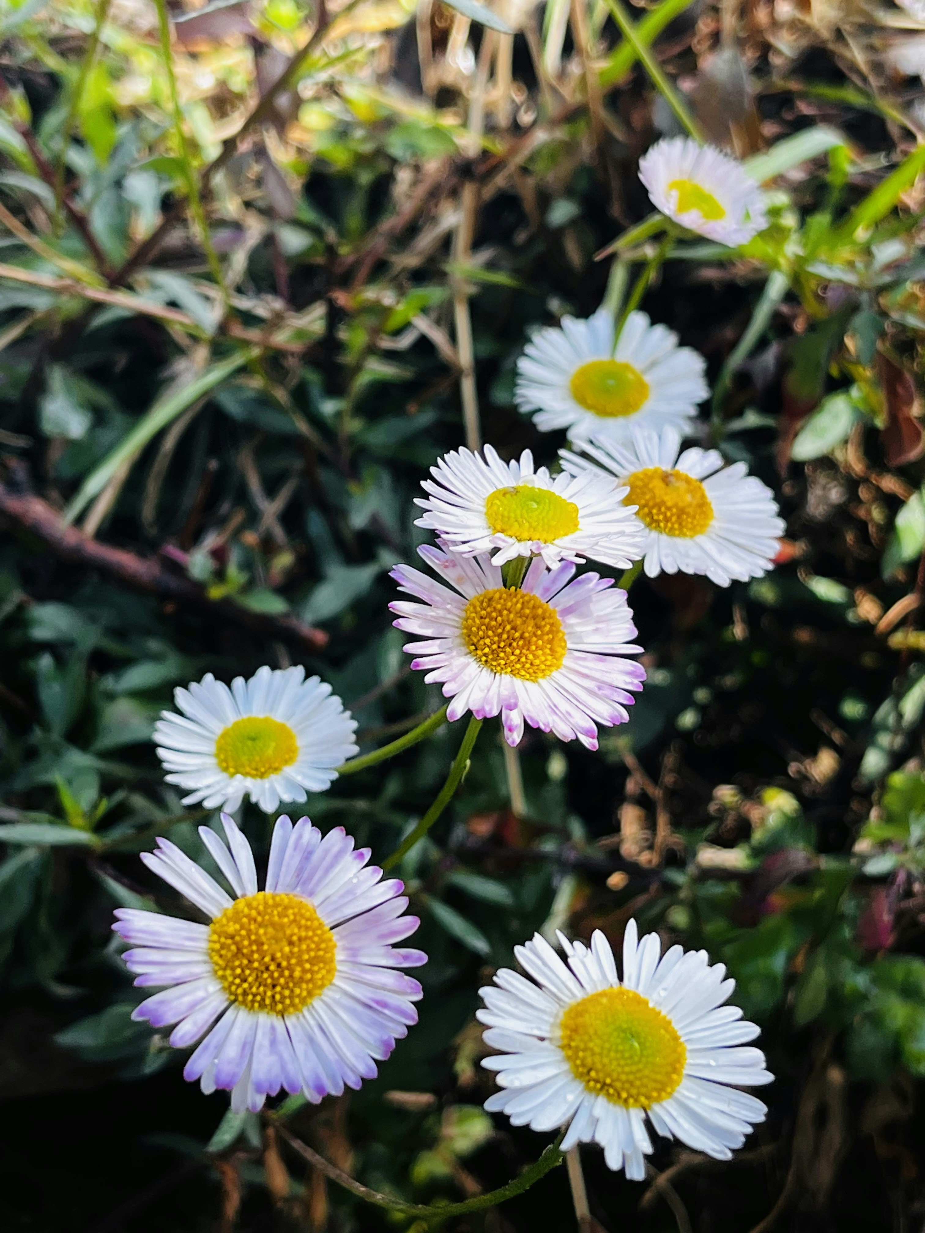 Photo by RAHUL KUMAR with Apple iPhone 13