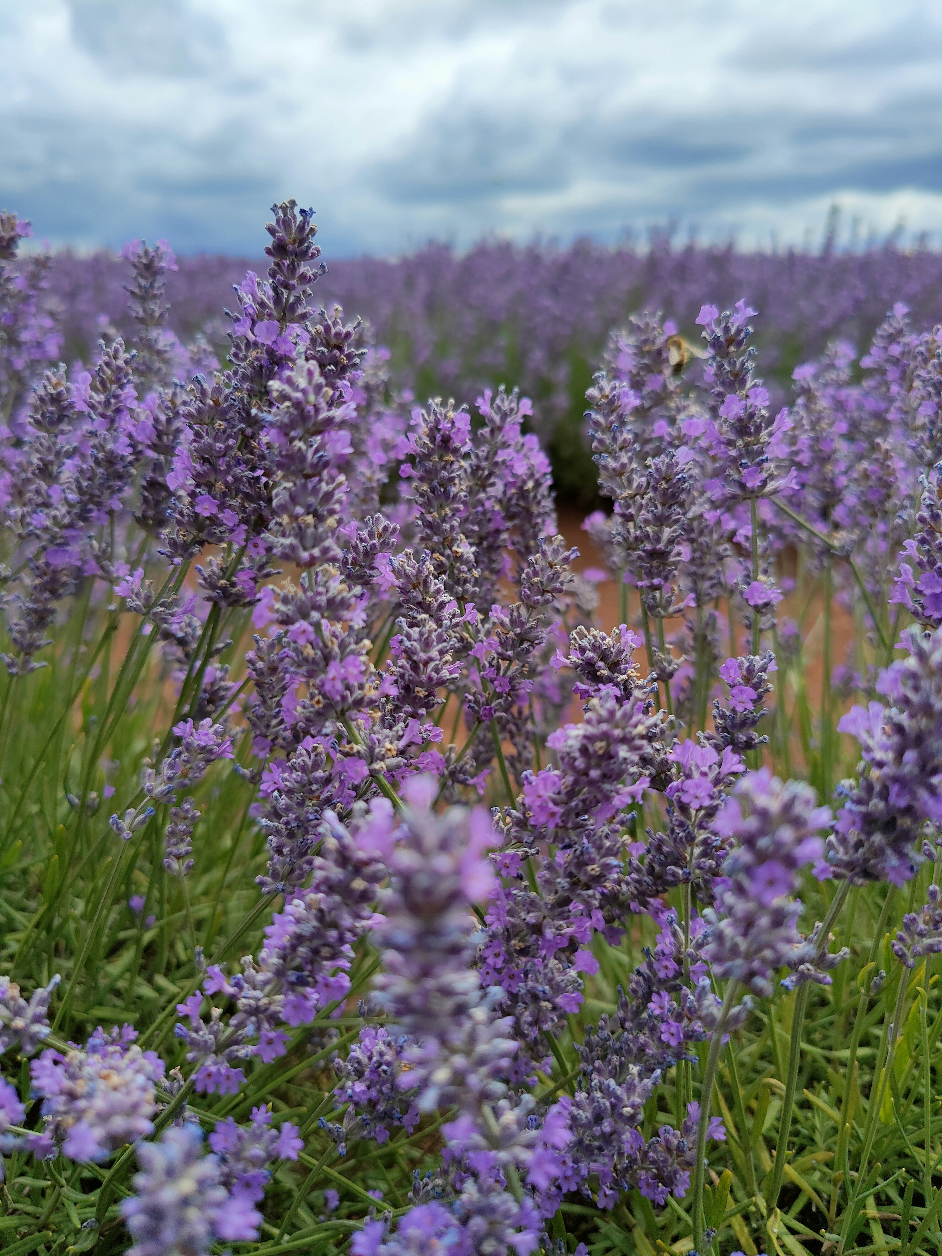 Close-up of lavender blossoms forming a purple field beneath a cloudy sky.