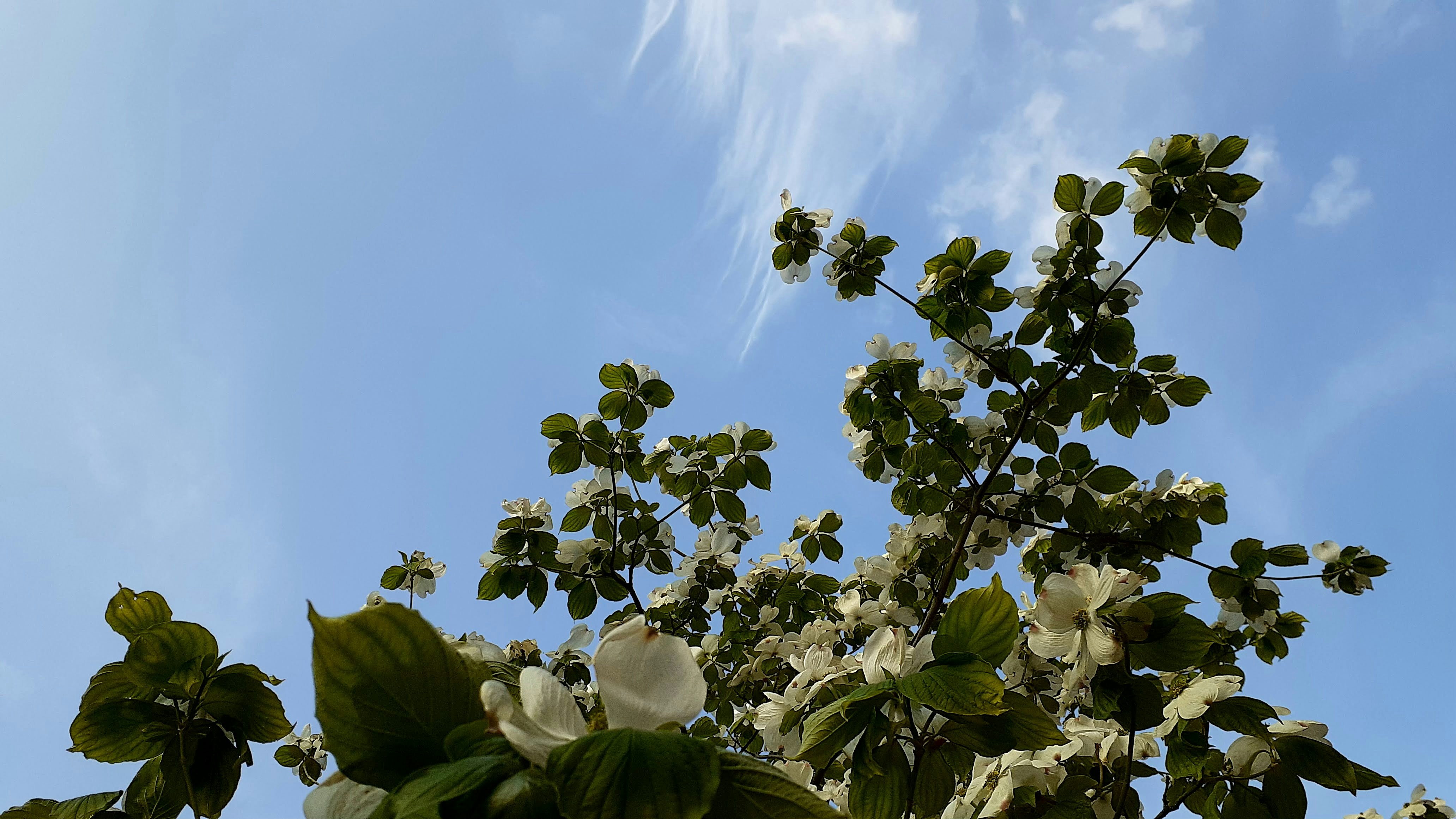 White blossoms on leafy branches reach toward a clear blue sky in a natural photograph. The composition highlights delicate flowers against a spacious, uncluttered backdrop.