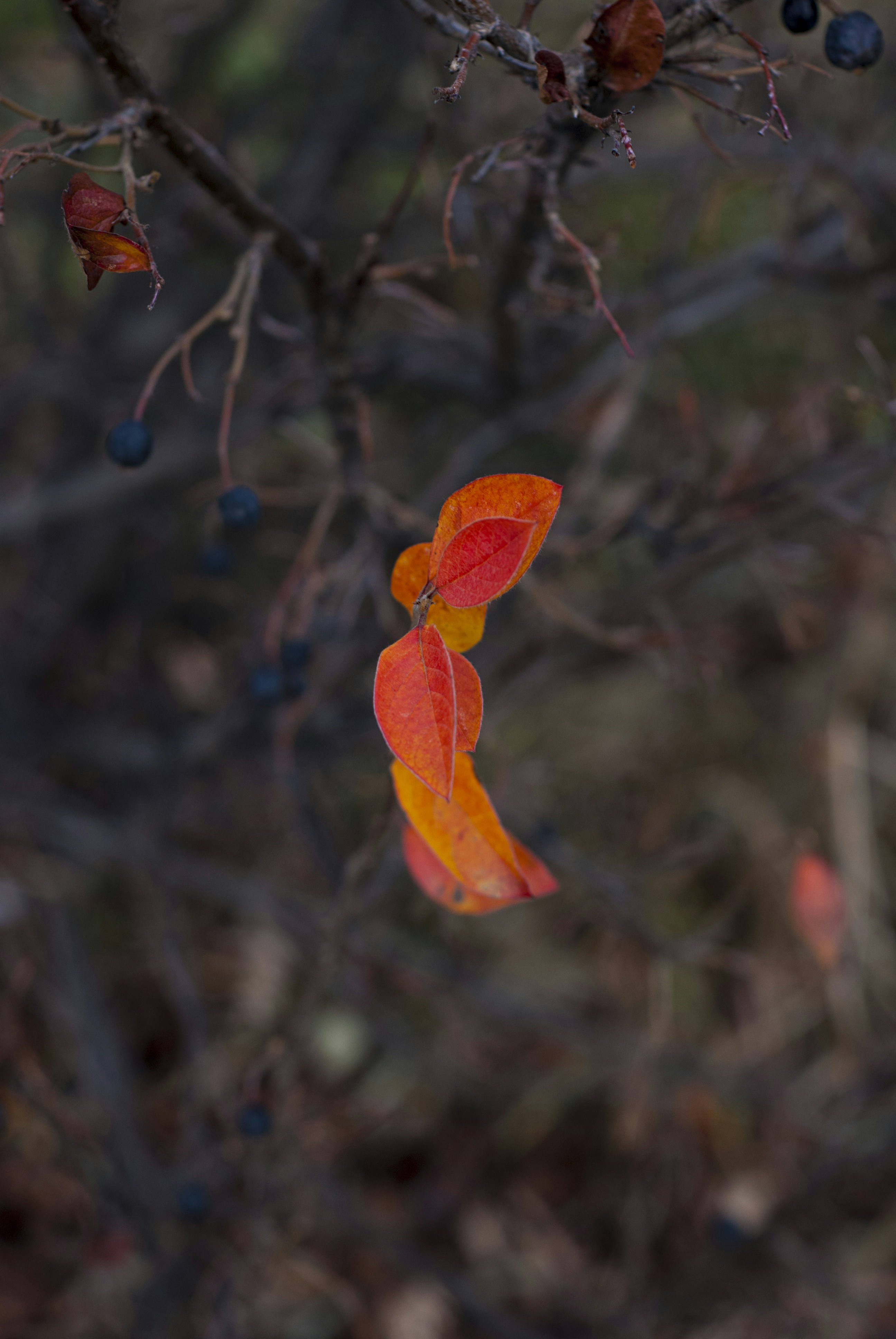 Ember Leaf on a Shadowed Vine
