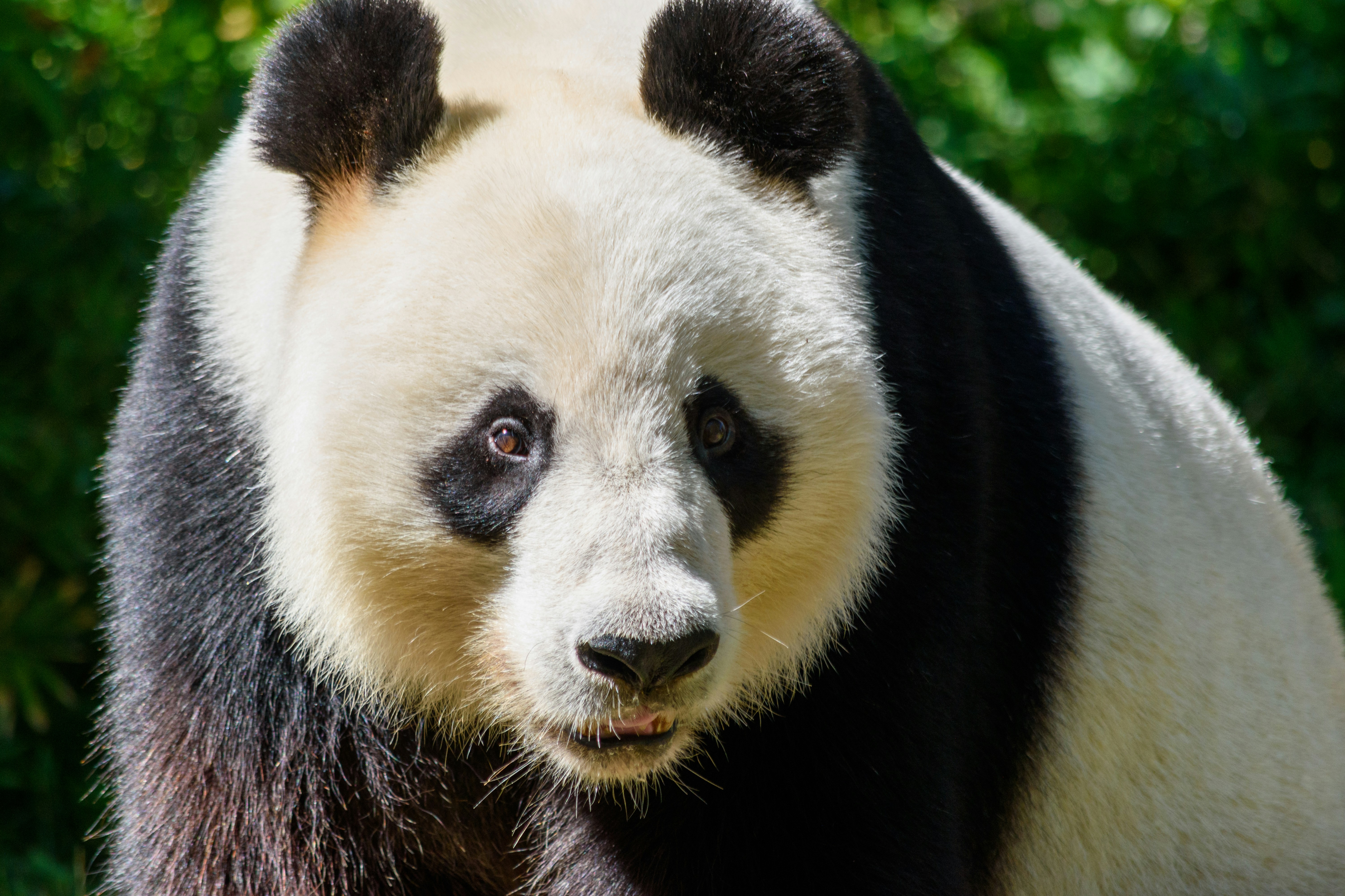 Foto Un oso panda blanco y negro parado en la hierba – Imagen Panda ...