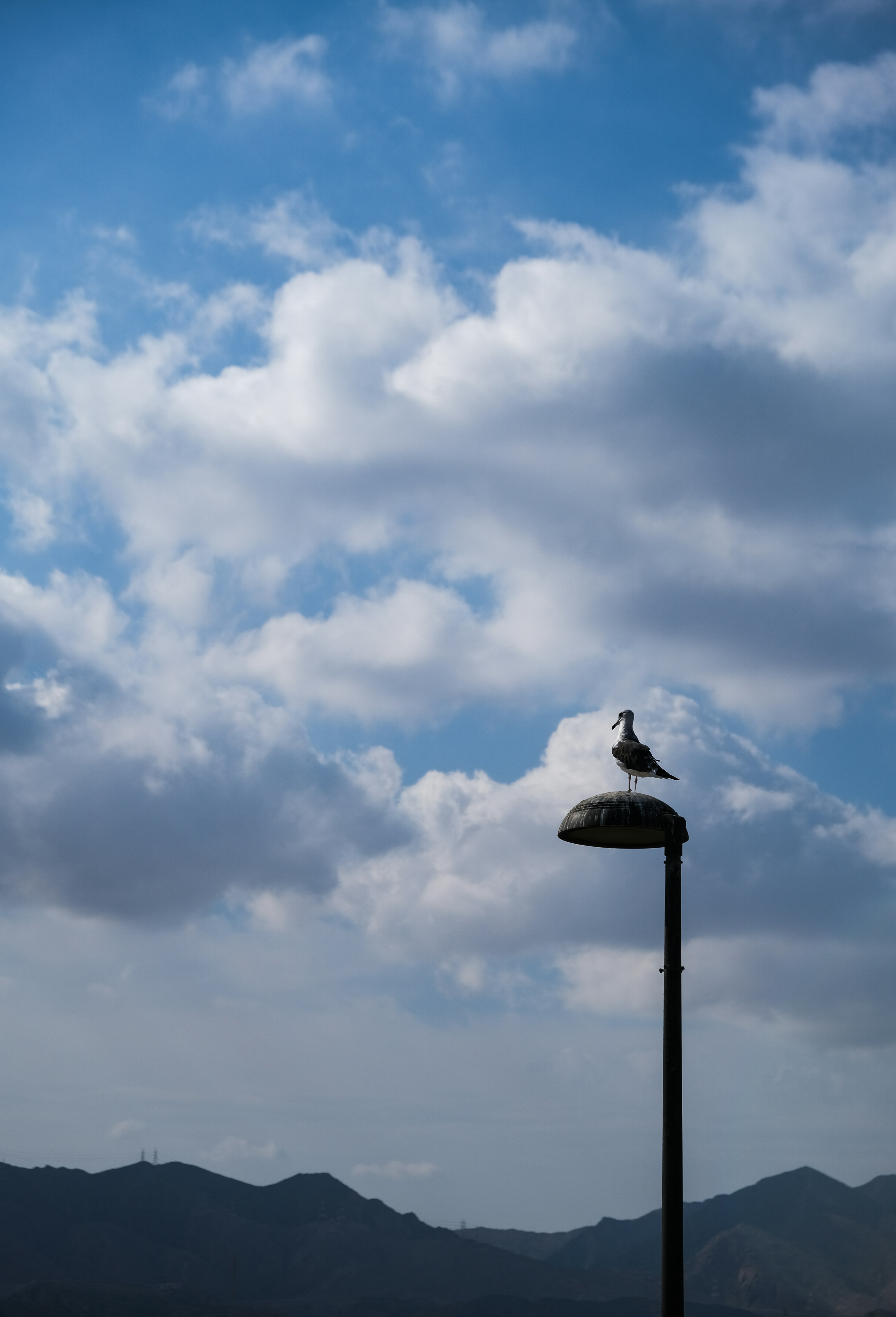 Seagull on a Streetlamp Under a Wide Sky Over Distant Mountains