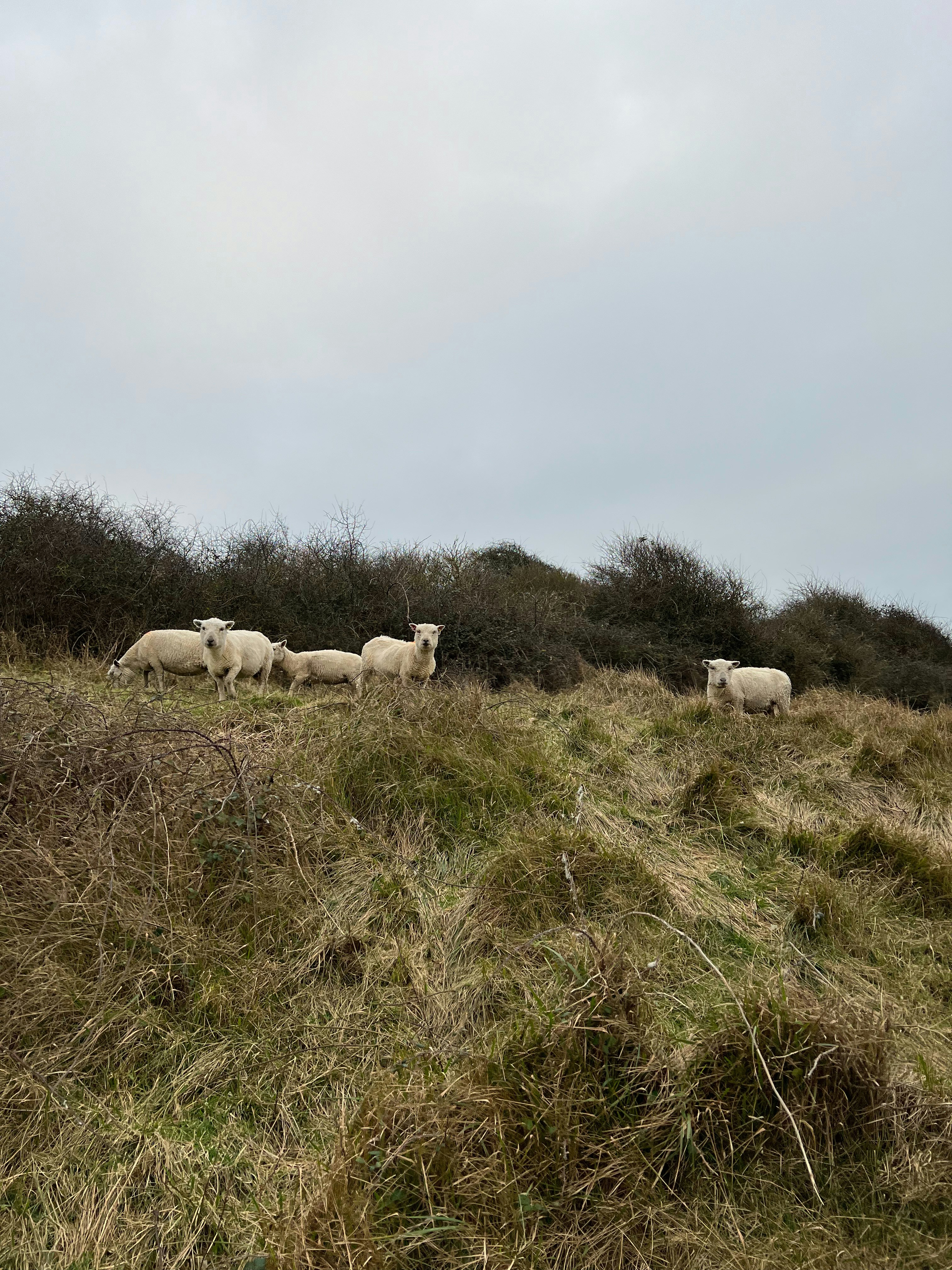 Windswept Moor Flock: White Sheep Standing on a Grassy Dune Under Gray Skies