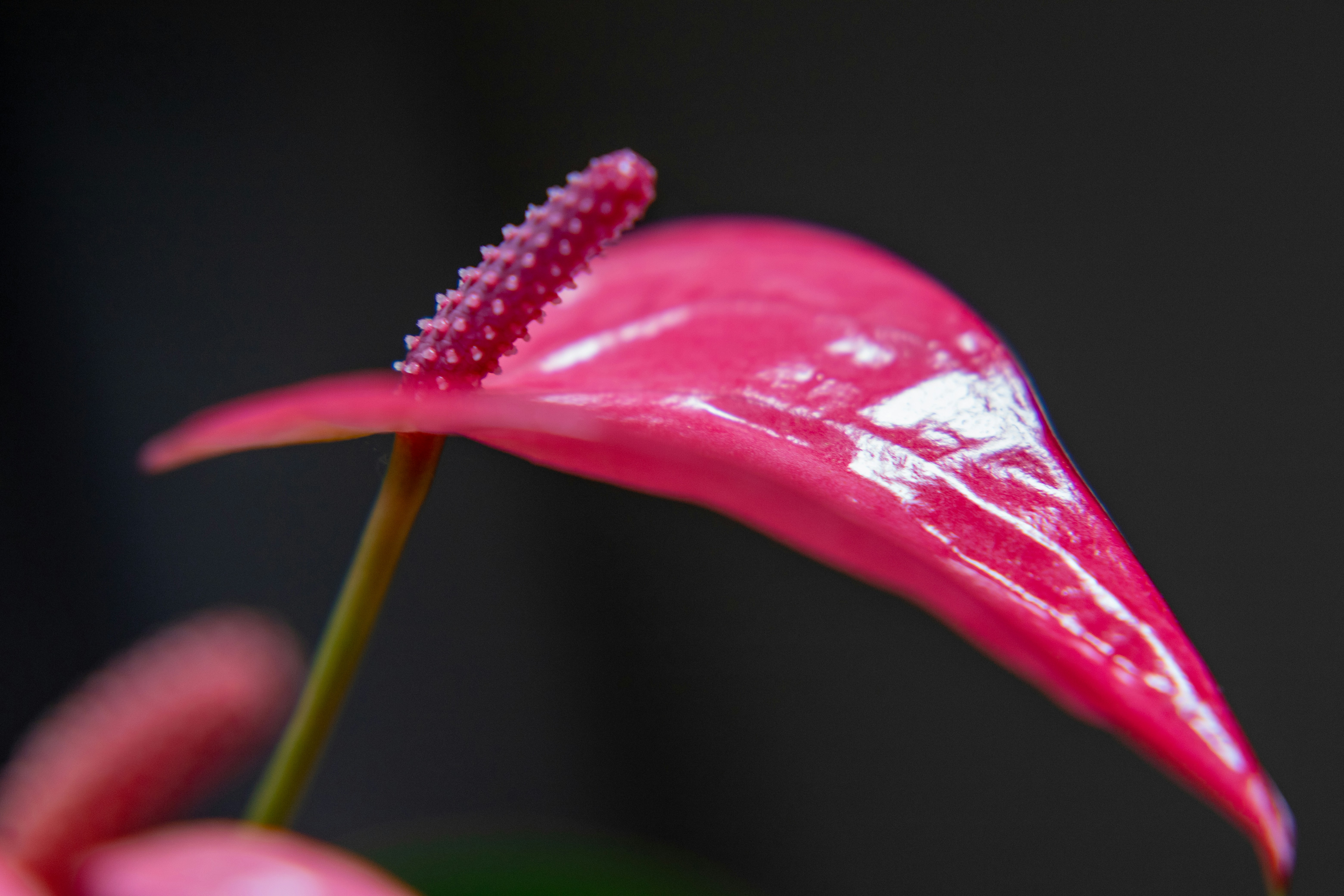Velvet Pink Anthurium Macro: Close-Up Study of Texture and Shine