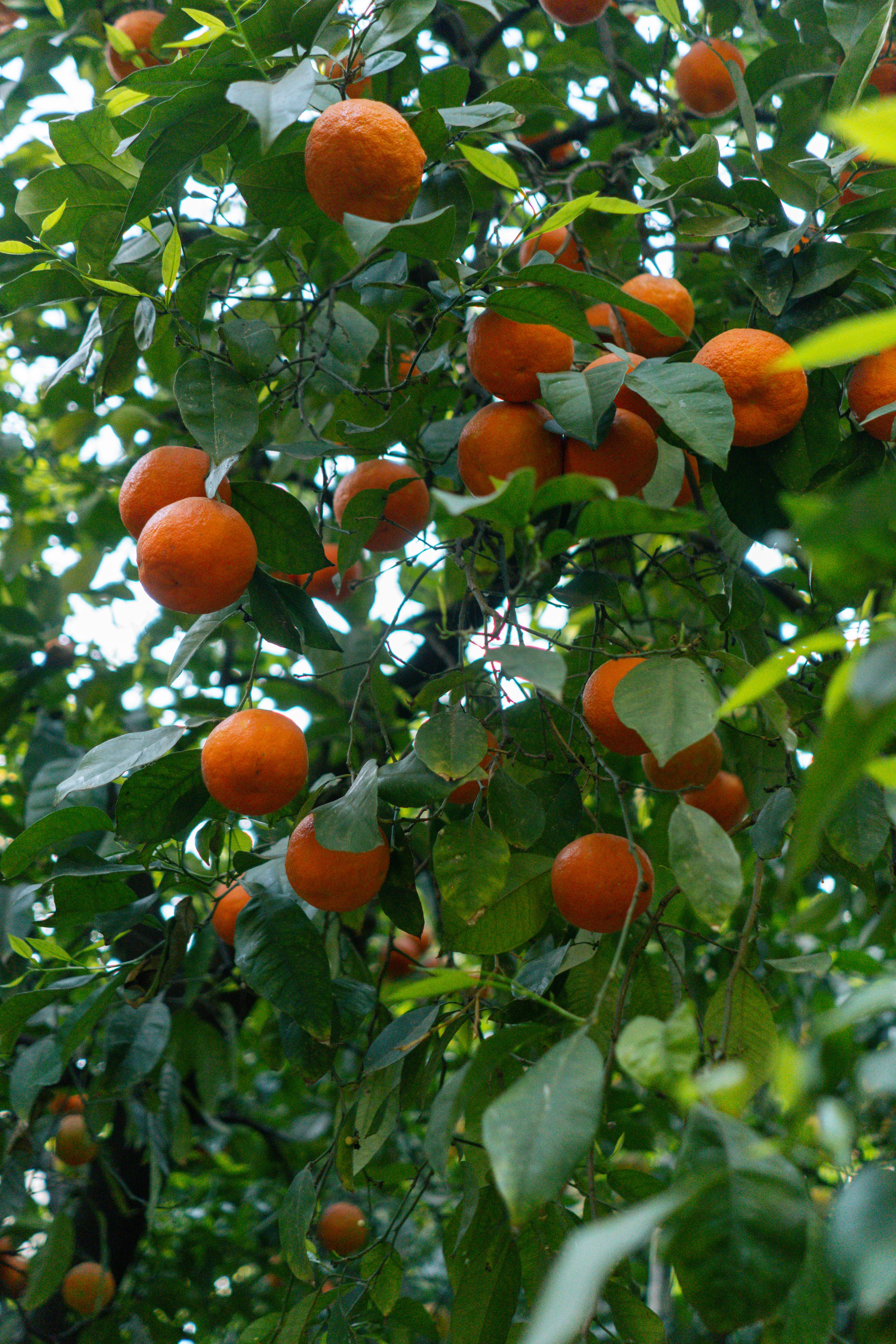 A tree filled with lots of ripe oranges photo – Free Seville Image on ...
