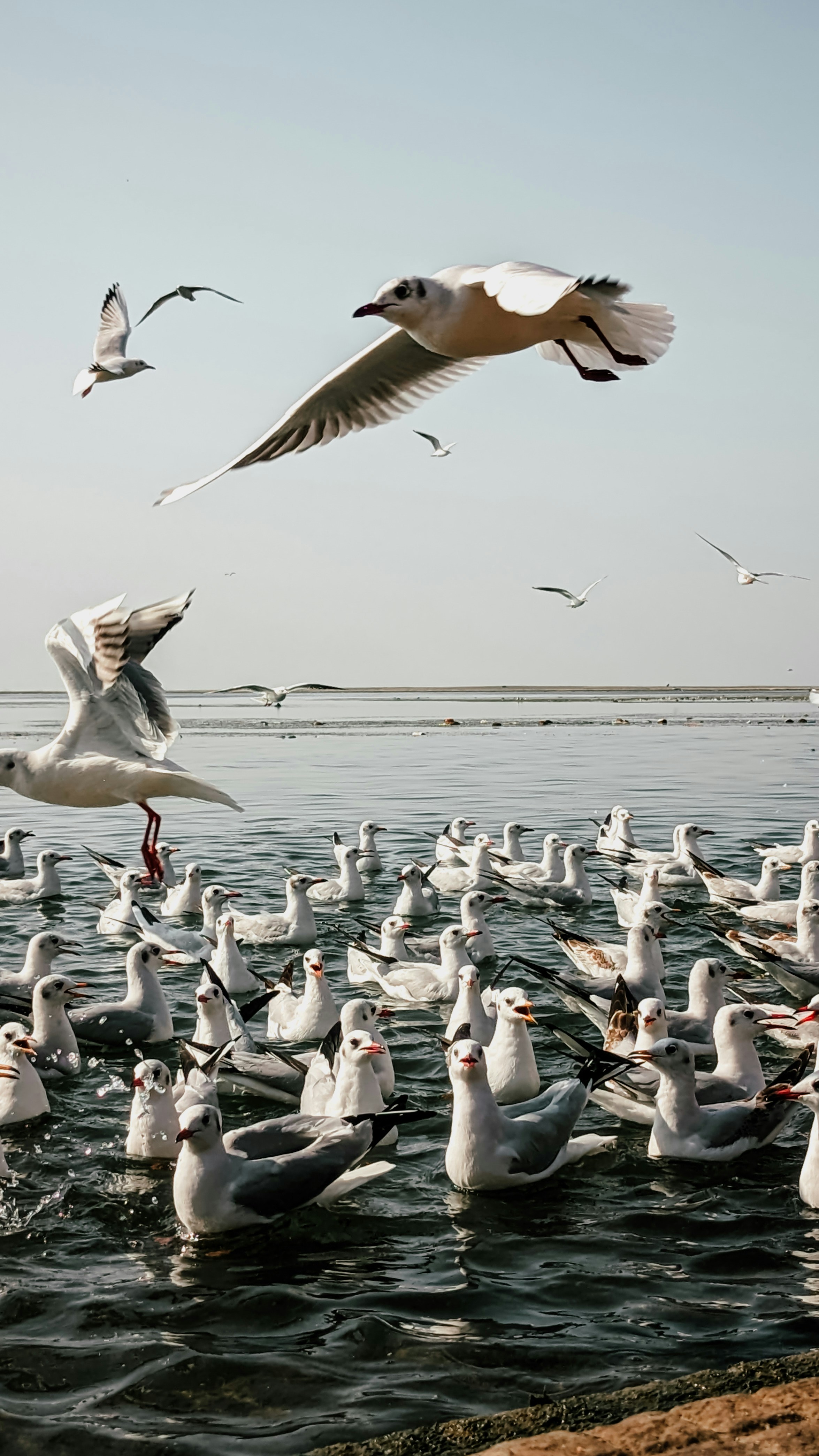 a flock of seagulls. Some of them are in flight, their wings outstretched, while others float gracefully on the water. The water is calm, and the sky is clear, creating a peaceful atmosphere. 🌊🕊️ | a flock of seagulls flying over a body of water