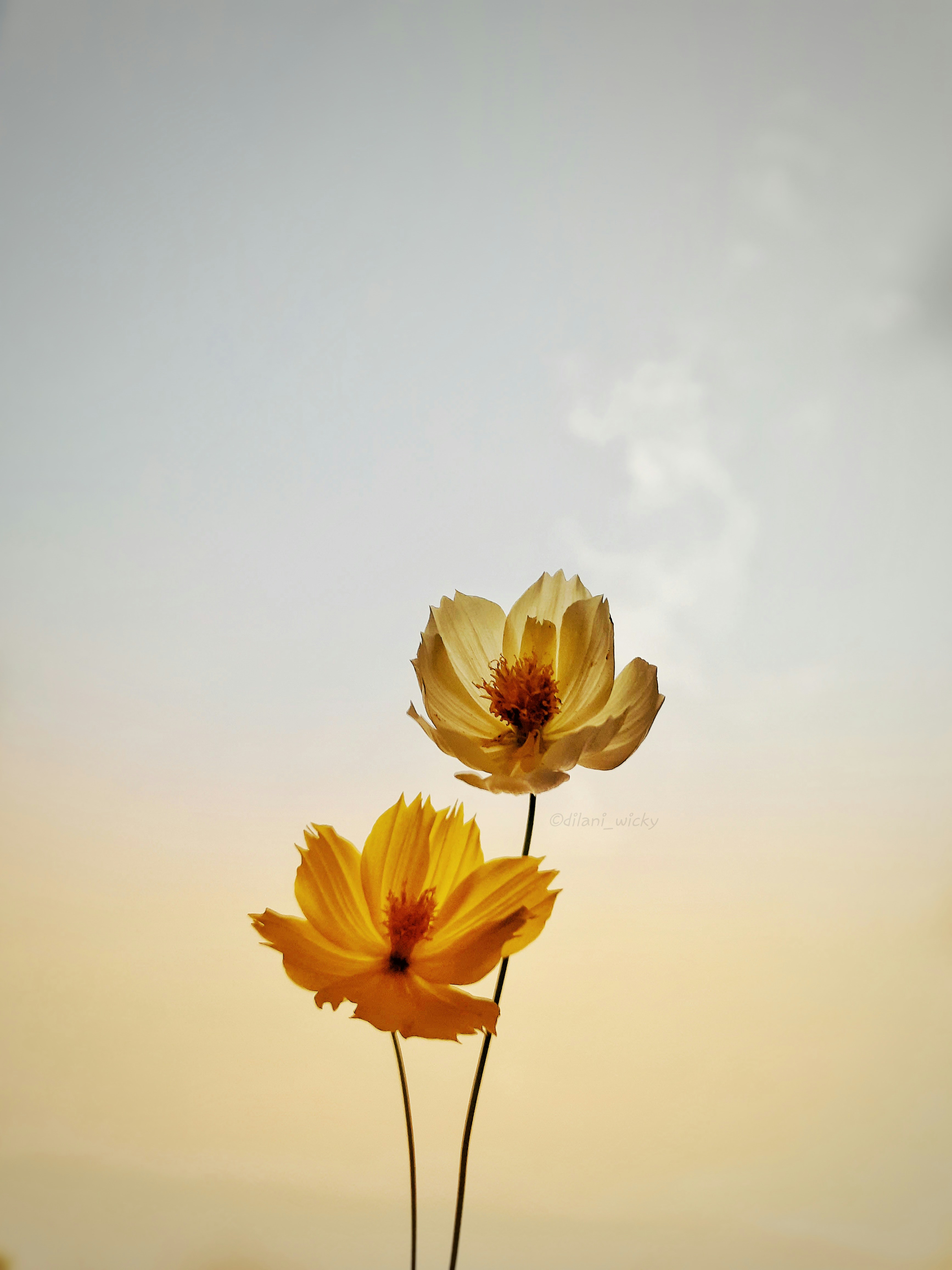 One Flower Pictures | Download Free Images on Unsplash