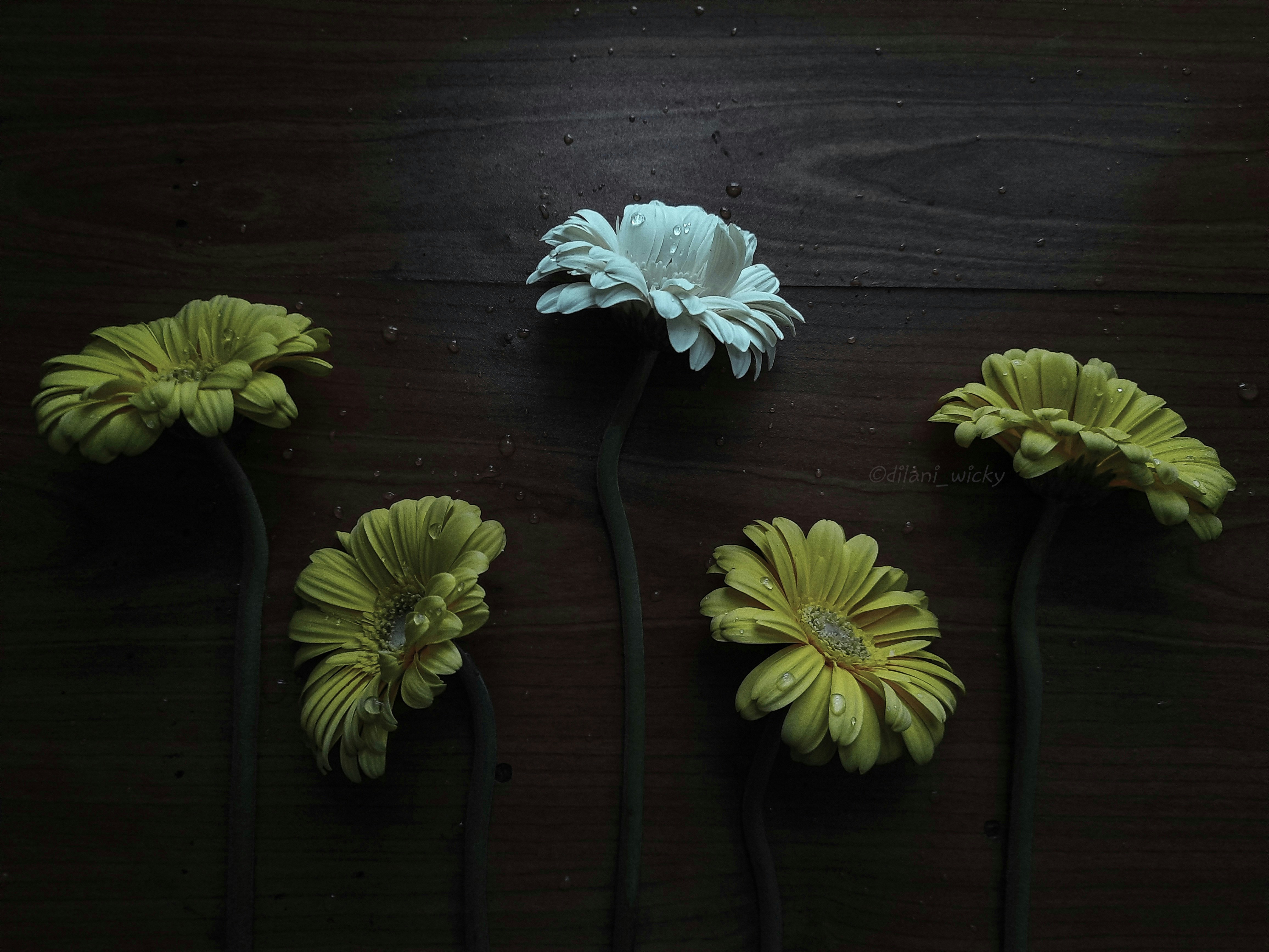 Blue-centered chrysanthemum among yellow-green blooms on a dark wooden surface
