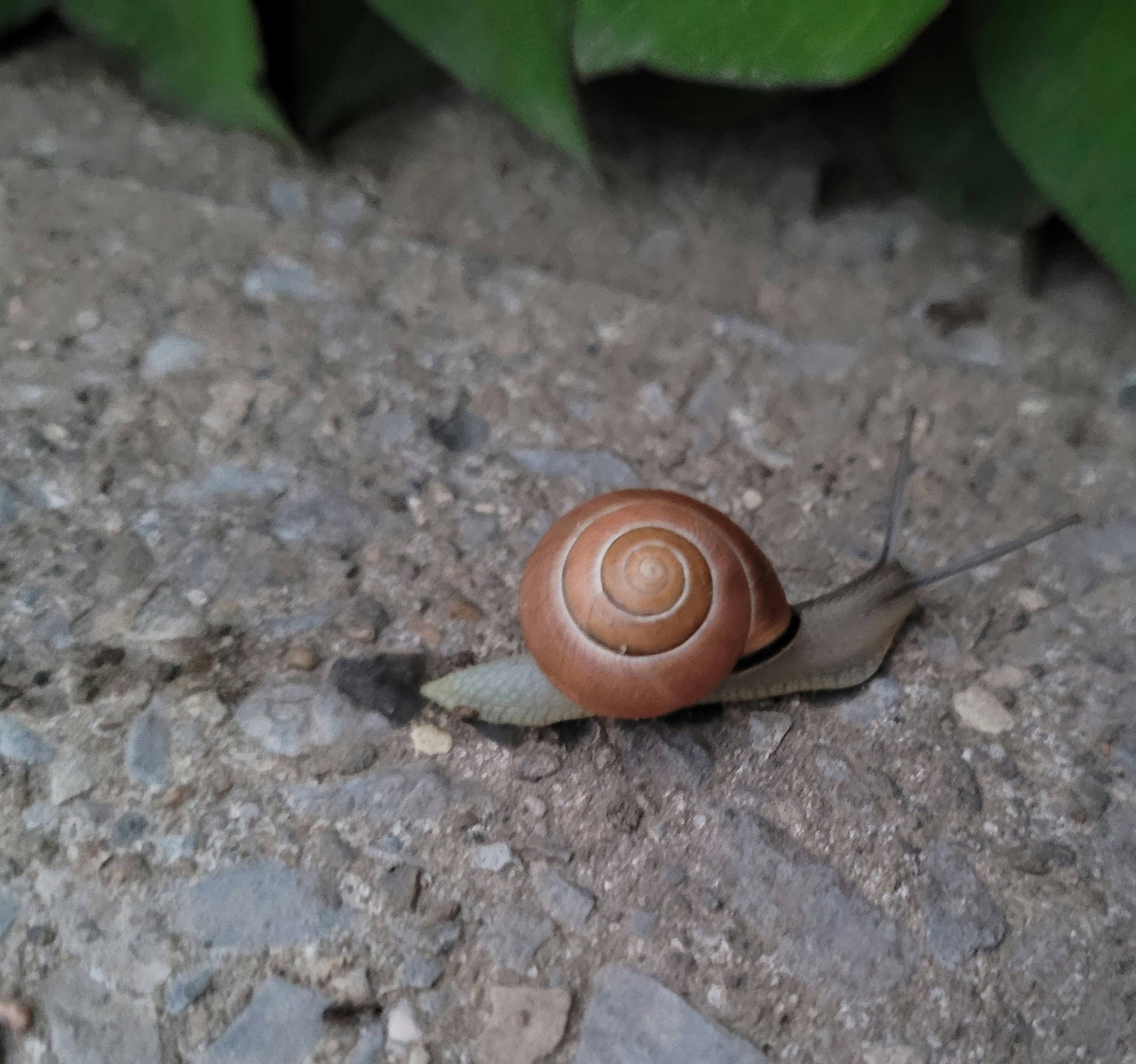 A snail crawling on the ground next to a plant photo – Free Animal ...