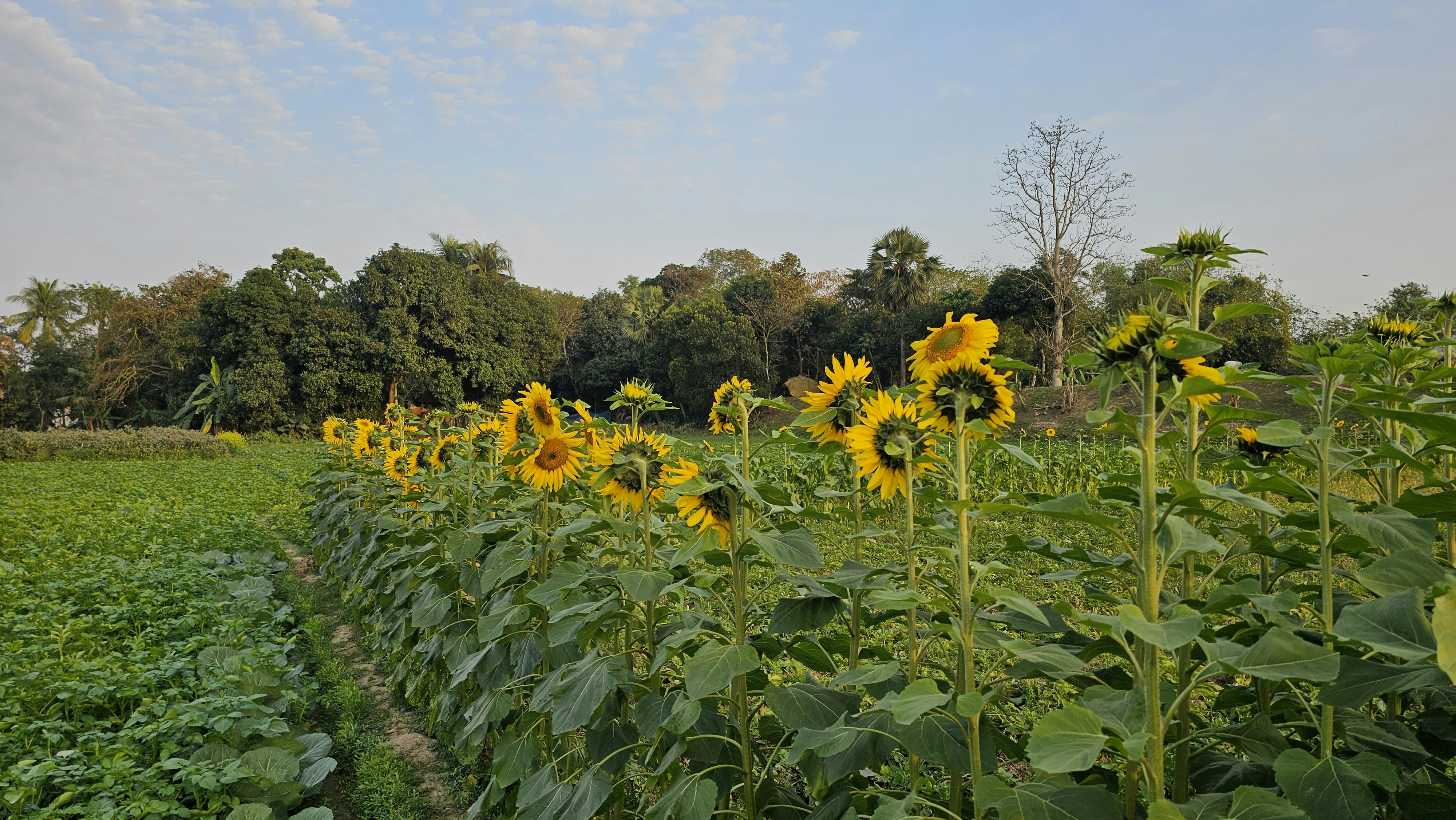 Sunflower Row Reaching for a Quiet Horizon