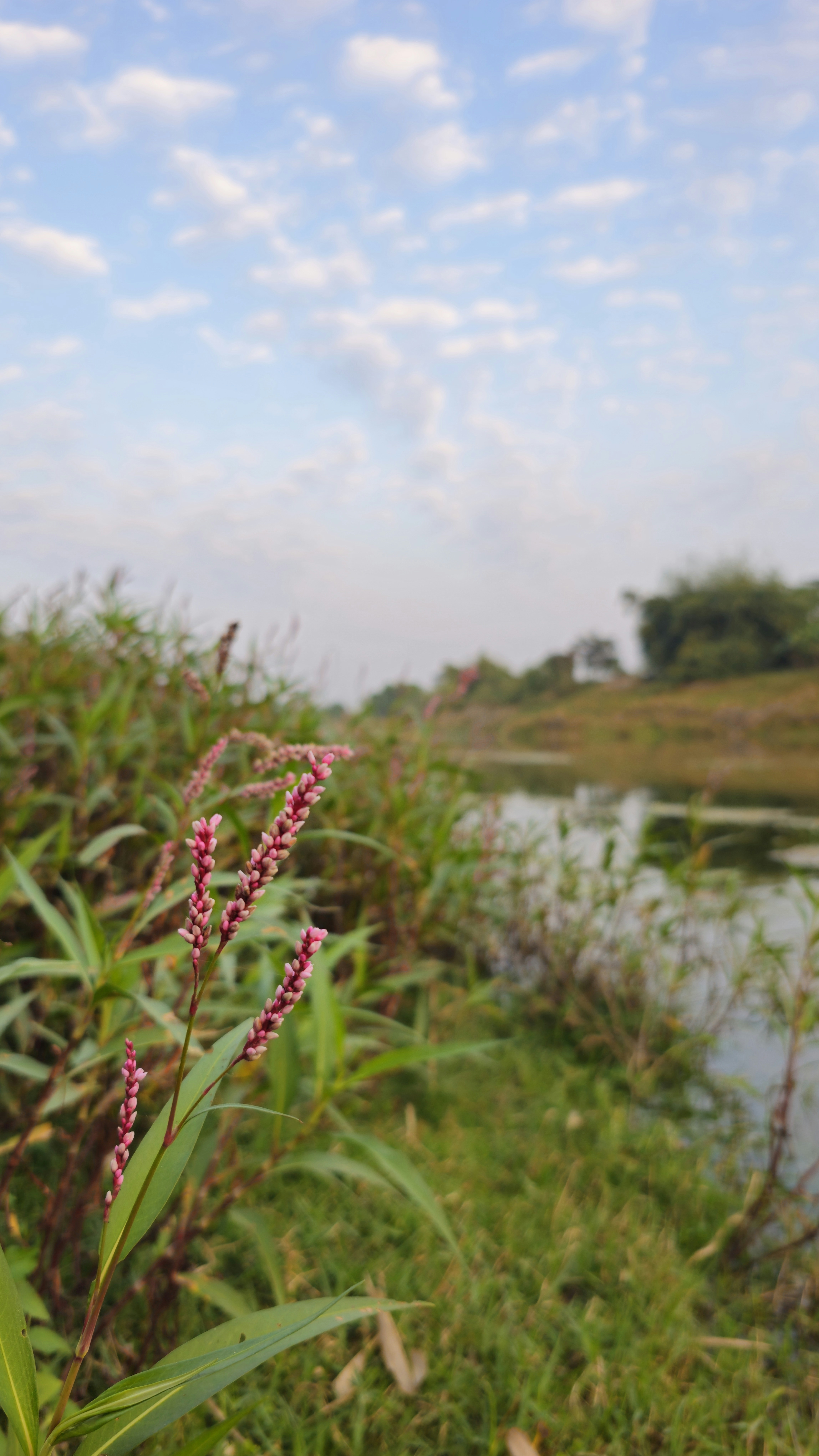 Pink Spike in Focus: A Quiet Riverbank Morning